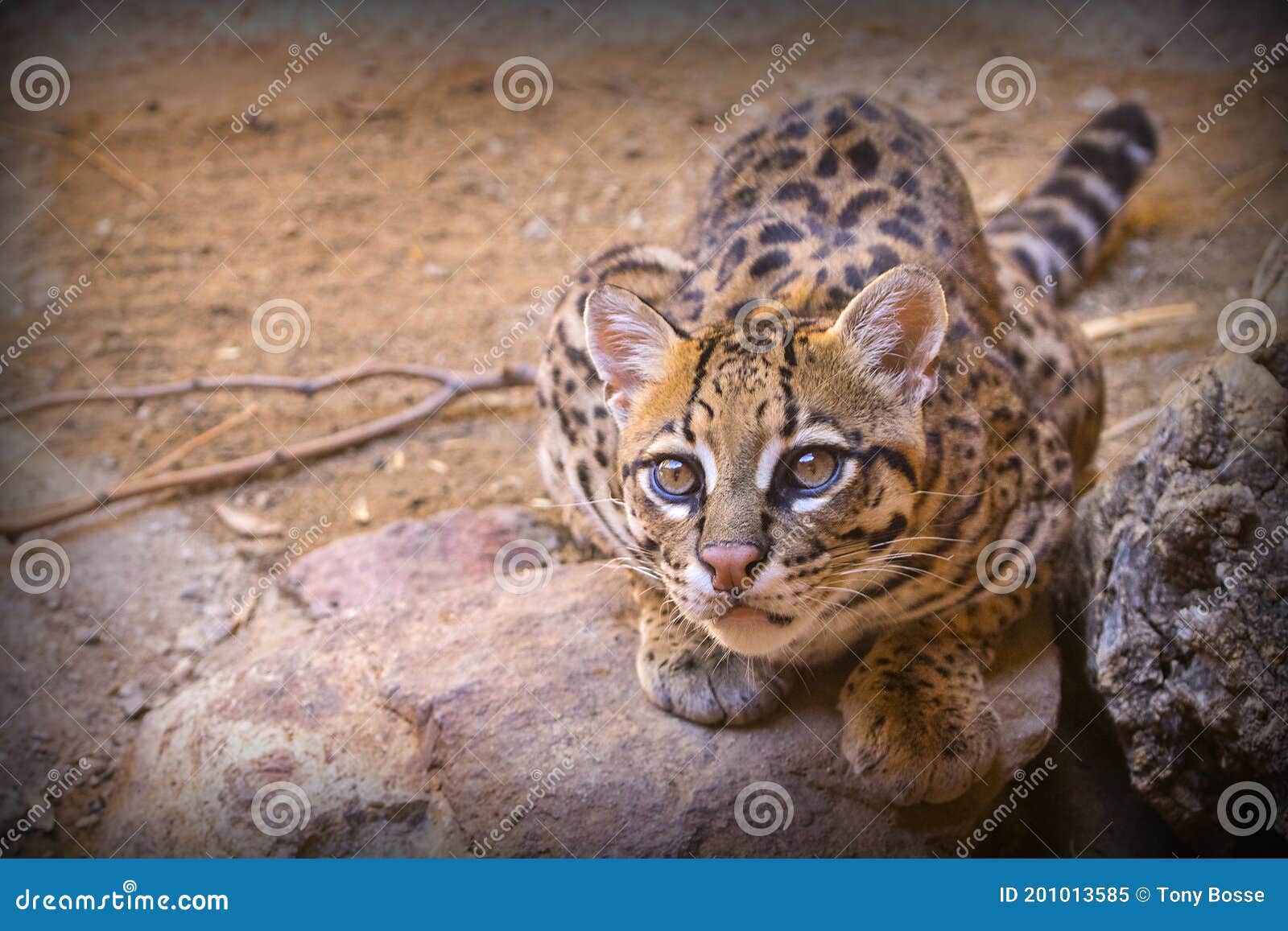 Ocelot Portrait stock image. Image of predator, behaviour - 201013585