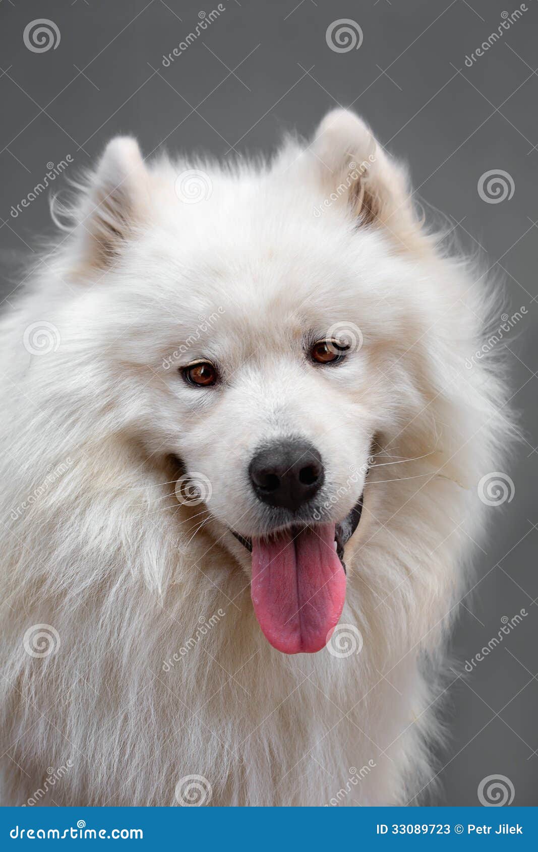Portrait ofl dog - Samoyed stock image. Image of elegance - 33089723