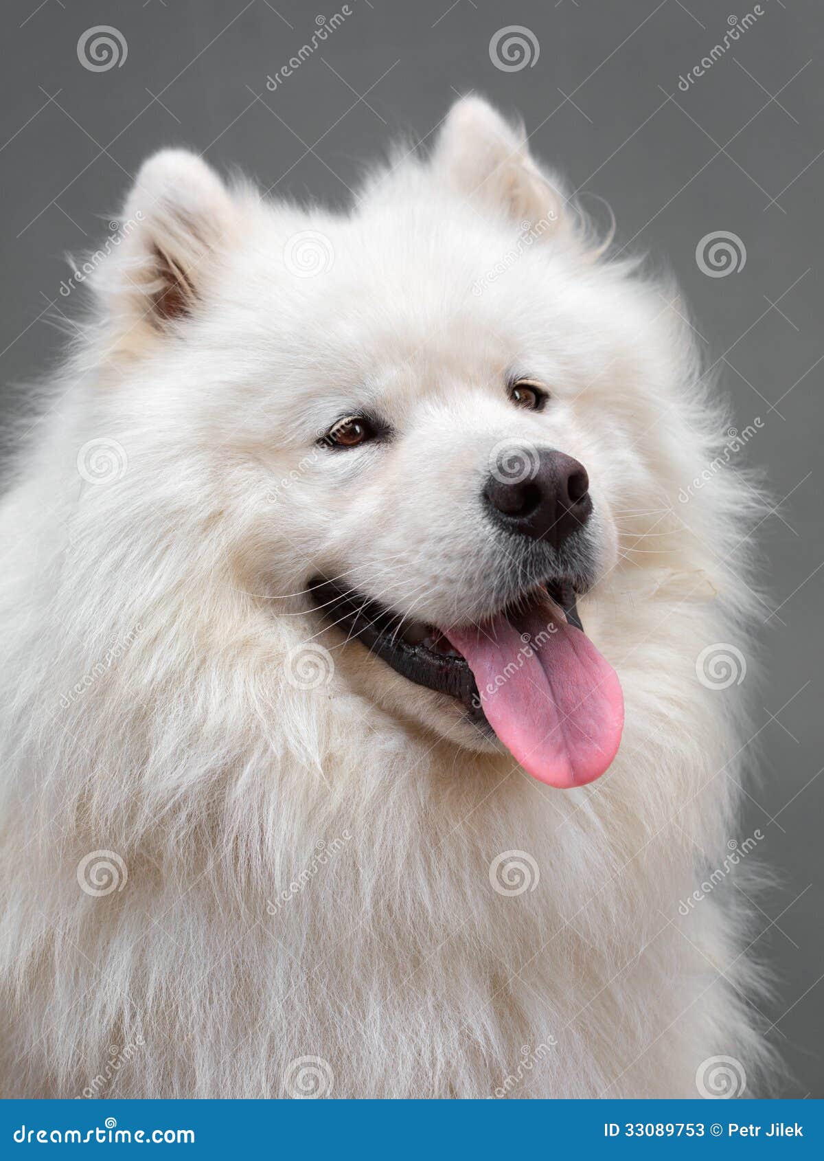 Portrait Ofl Dog - Samoyed Royalty-Free Stock Photography ...