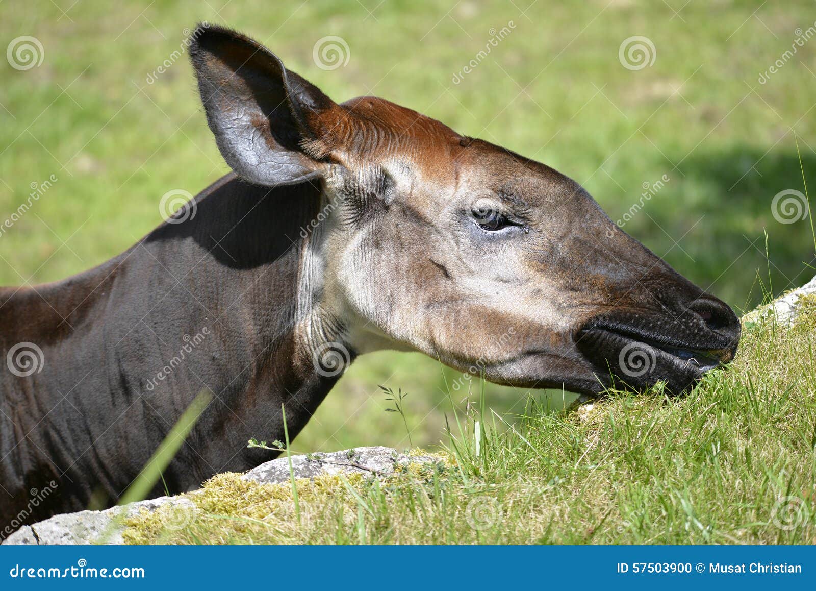 Portrait of Okapi Eating Grass Stock Photo - Image of grass, okapia ...