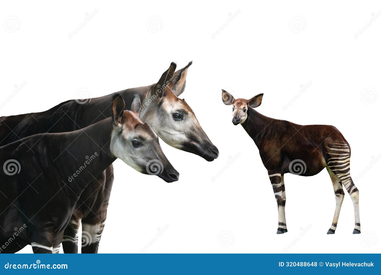 Portrait Okapi Isolated on White Stock Photo - Image of nature, okapi ...