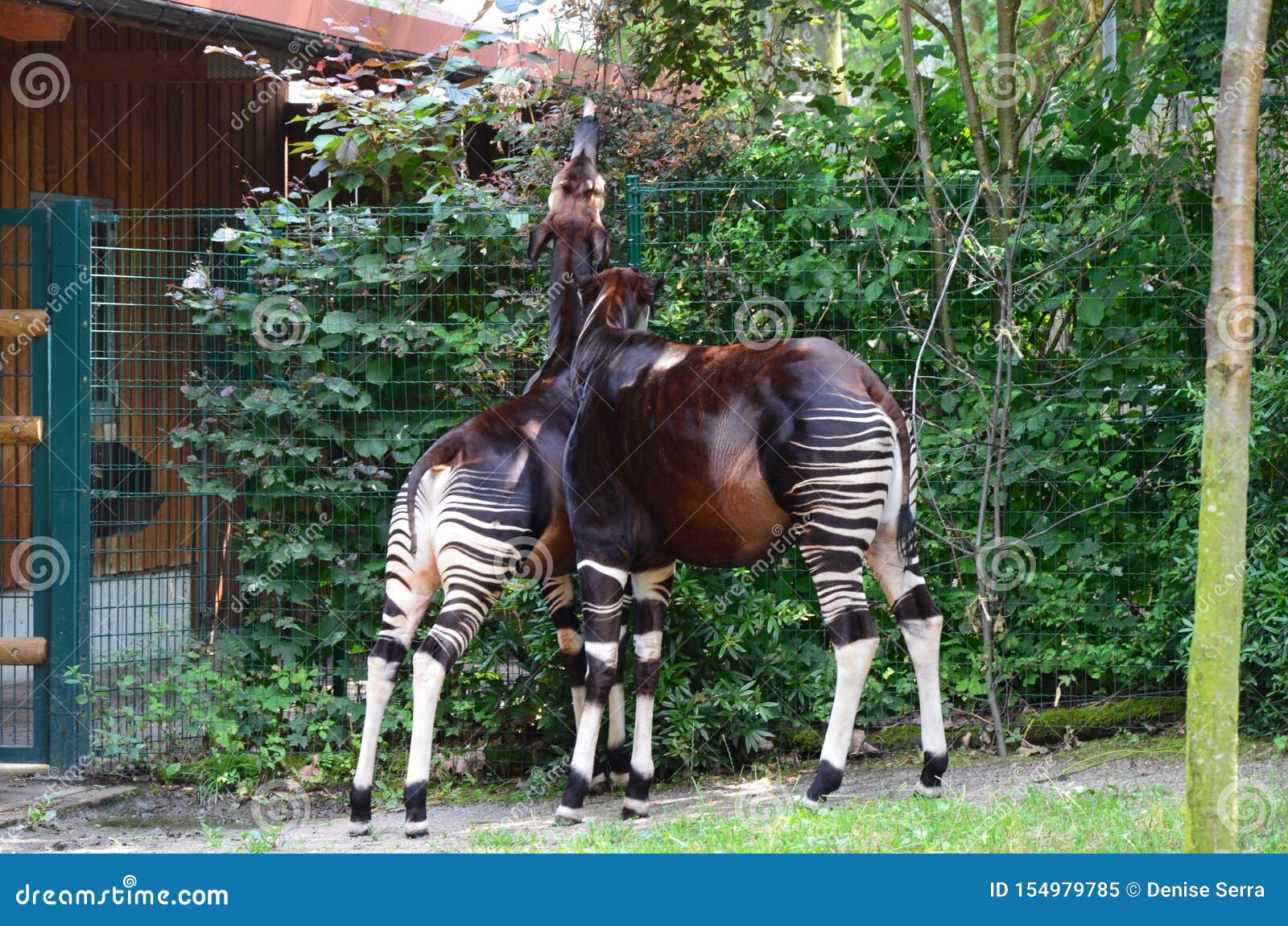 Portrait of Okapi Okapia Johnstoni Stock Image - Image of grazing ...