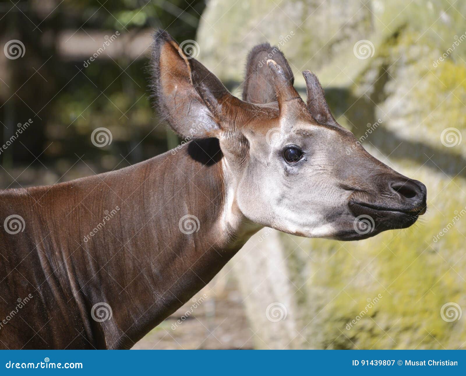 Portrait of okapi stock image. Image of animal, nature - 91439807