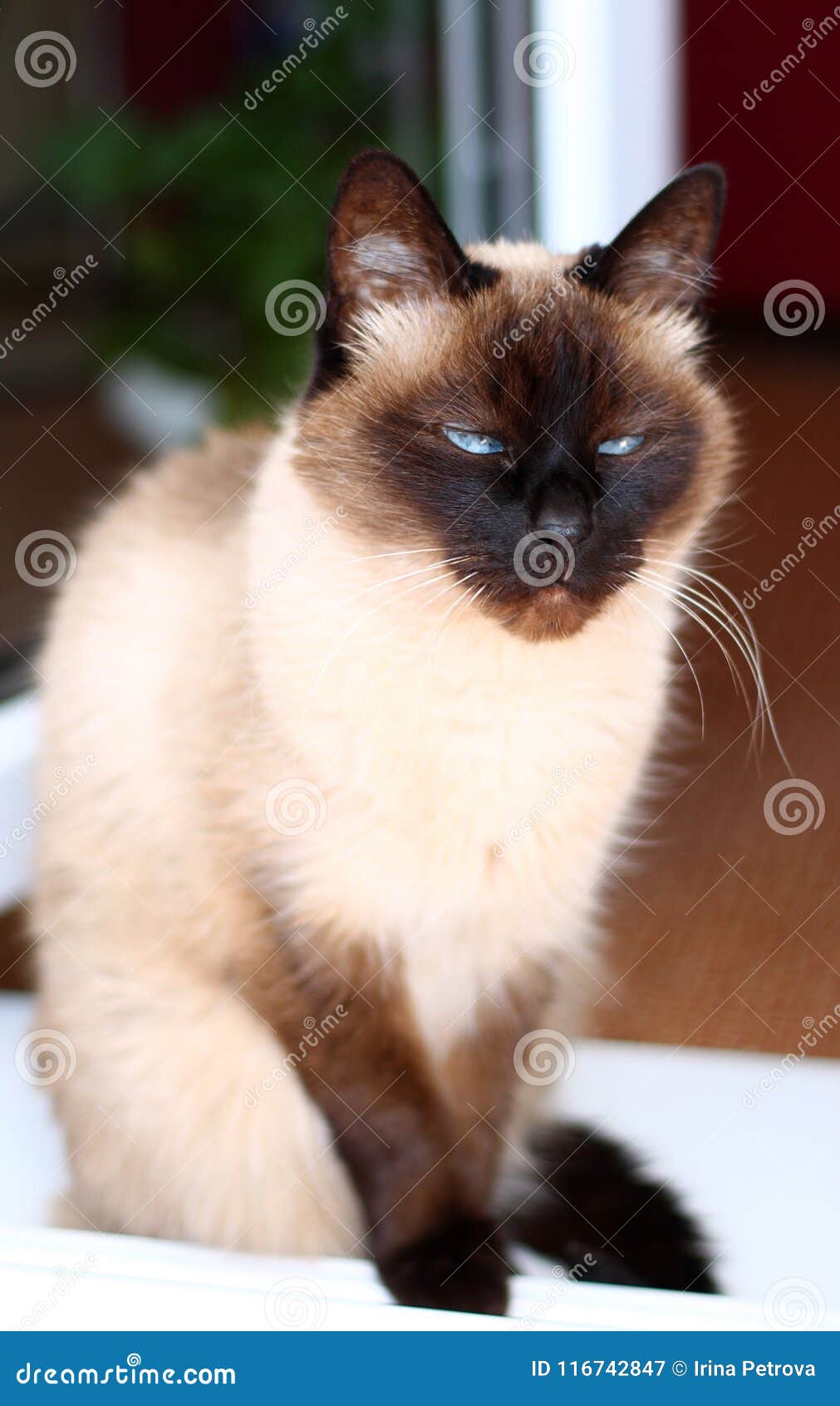 Portrait of an Old Angry Siamese Cat Stock Image - Image of fluffy ...