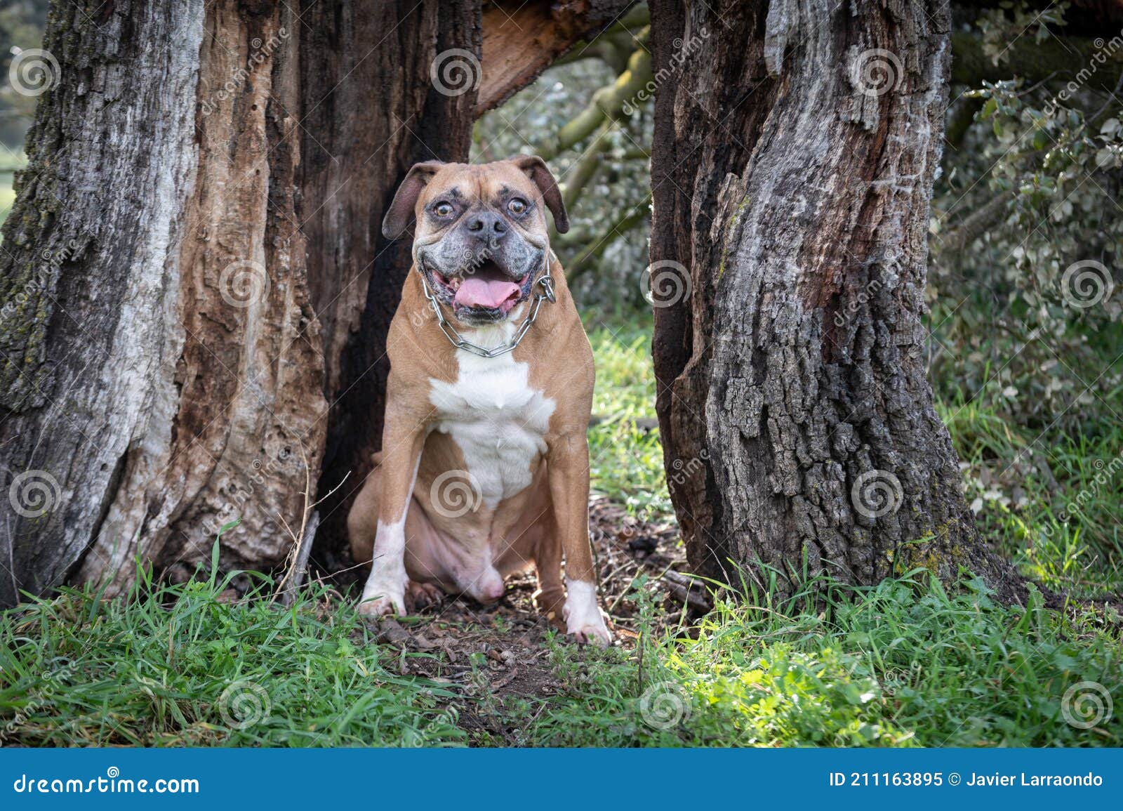 Portrait of an Old Boxer Dog Smiling in the Forest Stock Image - Image ...