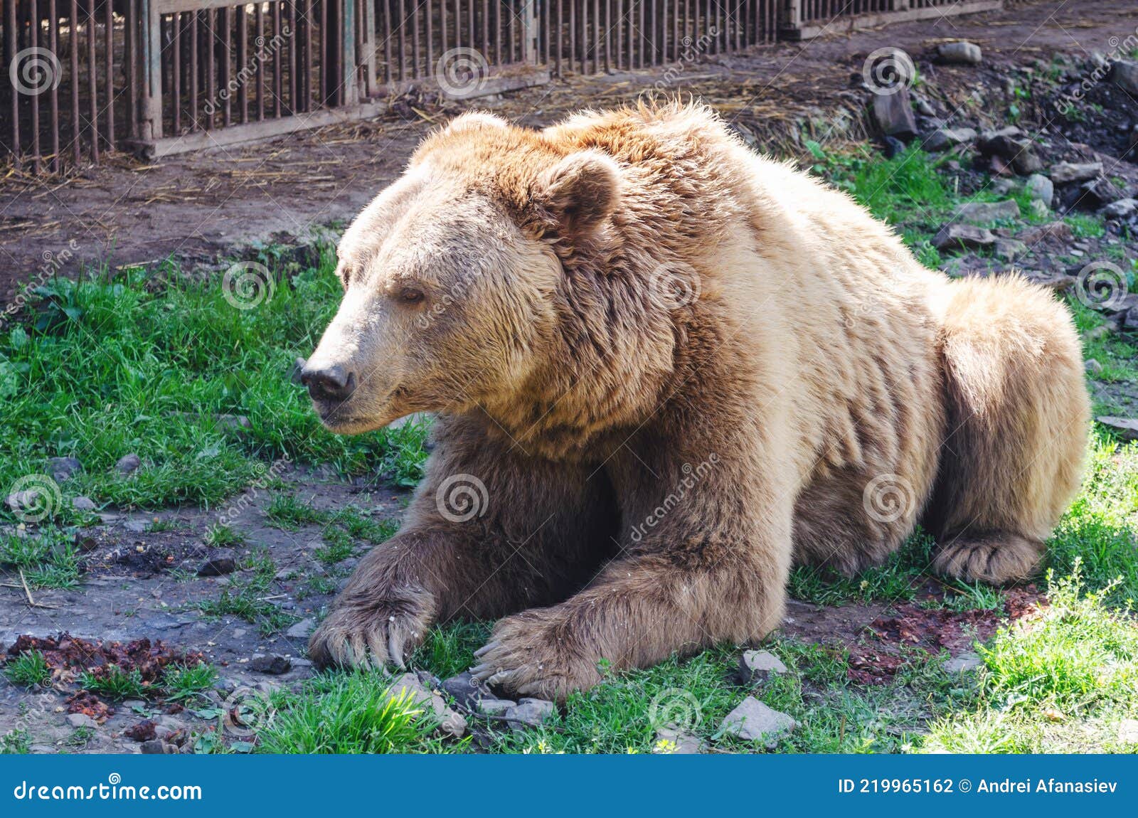 Portrait of an Old Brown Bear, a Predatory Beast Stock Photo - Image of ...