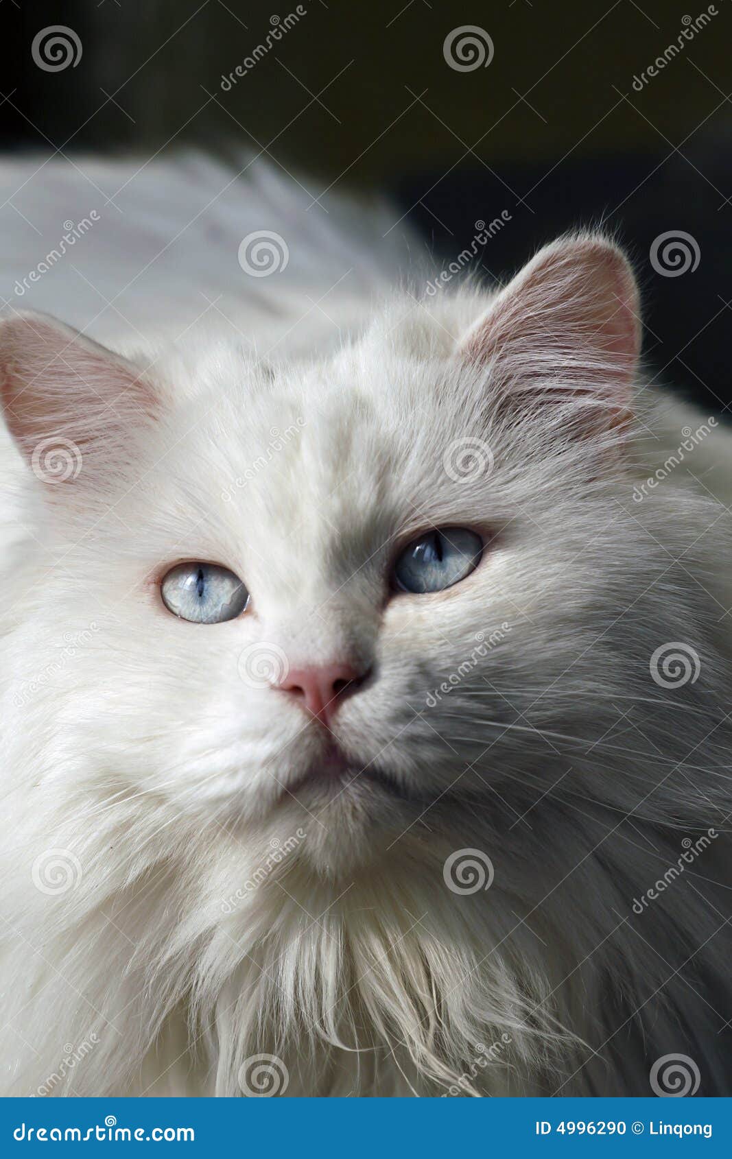 Portrait of the old cat. stock photo. Image of black, portrait - 4996290