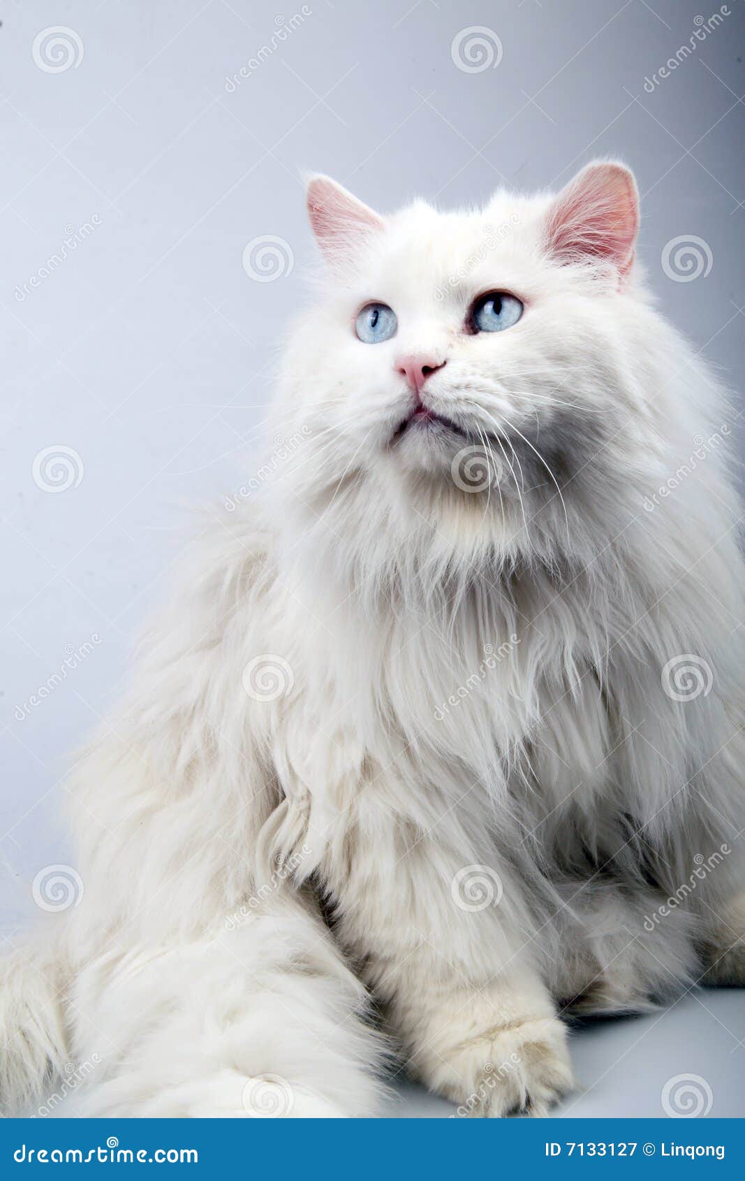Portrait of the old cat. stock image. Image of enjoy, grey - 7133127