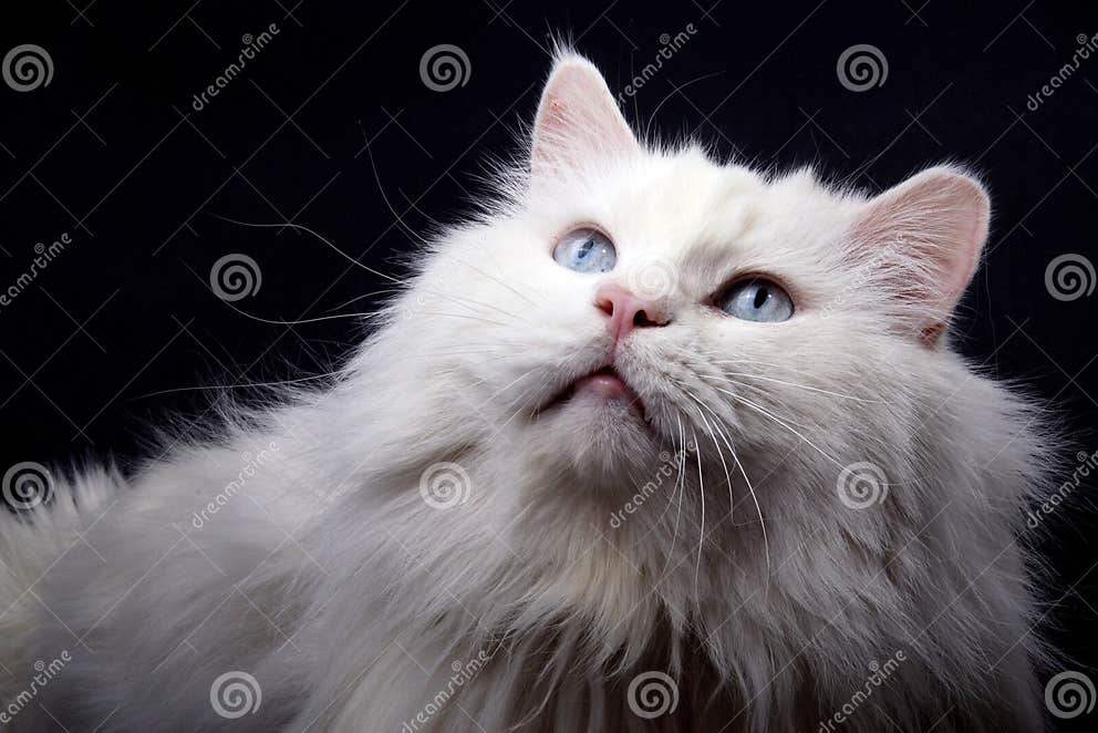 Portrait of the old cat. stock photo. Image of cats, lonely - 7135478