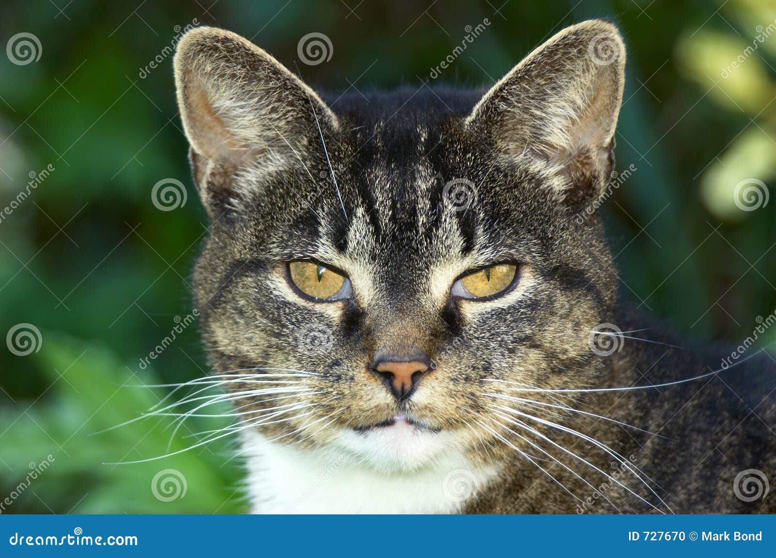 Portrait of an old cat stock photo. Image of posing, watching - 727670