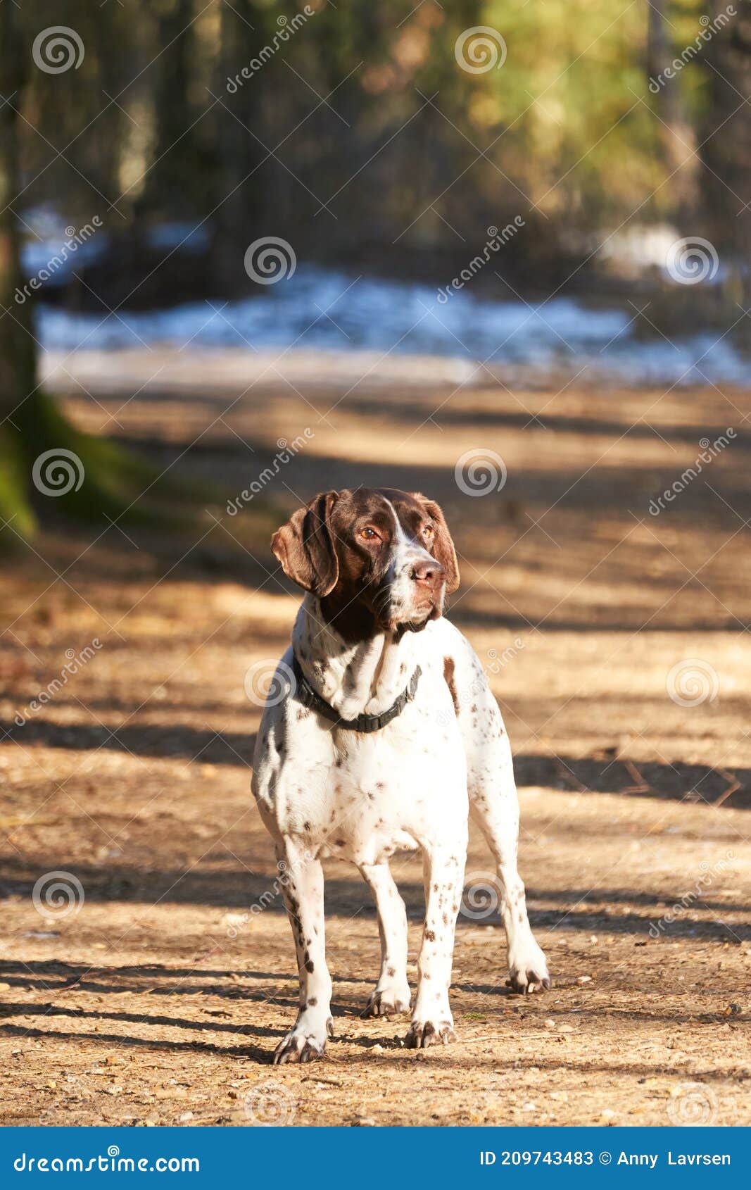 Old Danish Pointer Dog Standing on Path in Forest Stock Image - Image ...