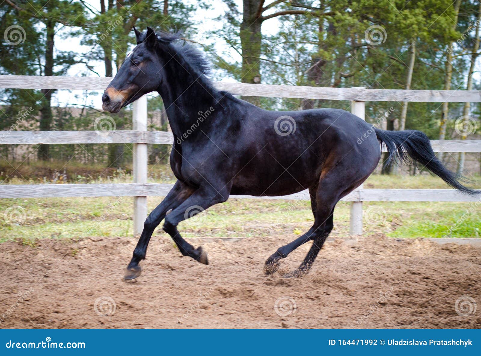 Old Dark Bay Eventing Gelding Horse Galloping in Paddock Stock Photo ...