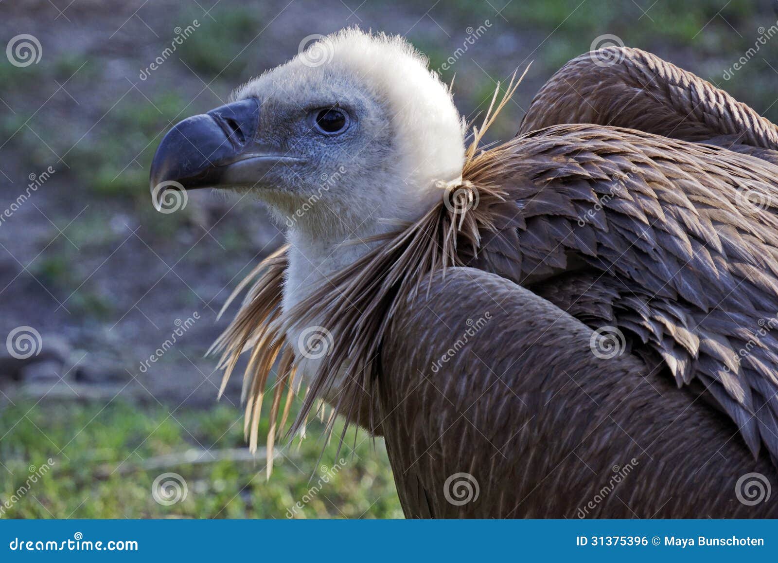 Portrait of an old eagle stock photo. Image of creature - 31375396