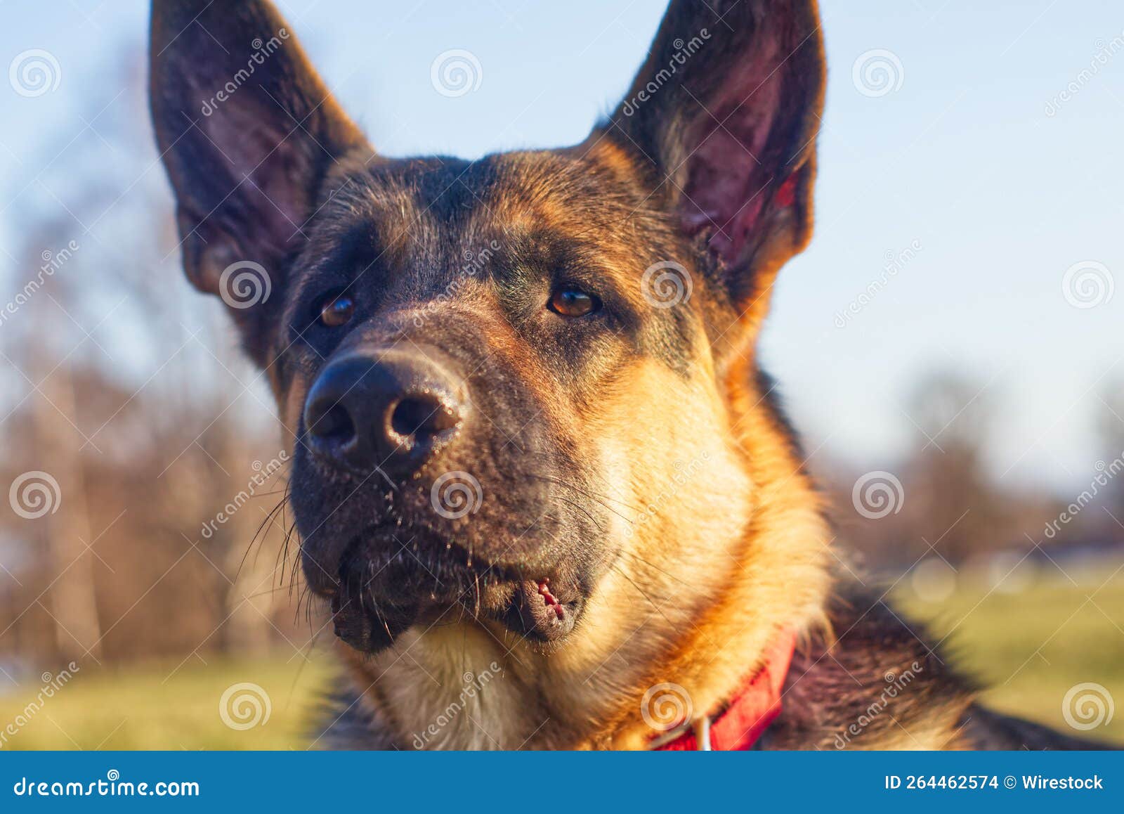 Portrait of an Old German Shepherd Dog. Stock Photo - Image of ...