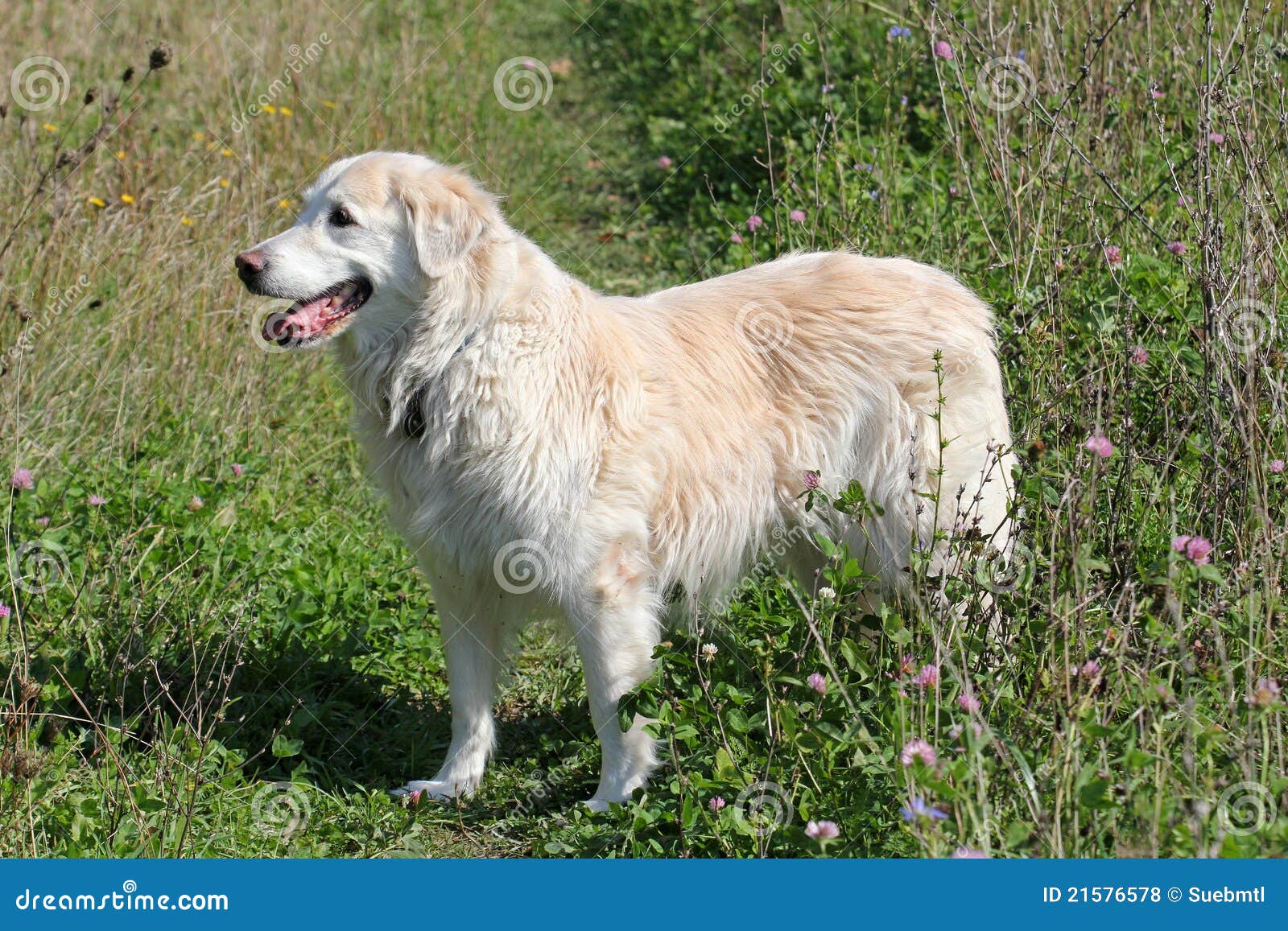 Portrait of Old Golden Retriever Dog Stock Photo - Image of love, bushy ...