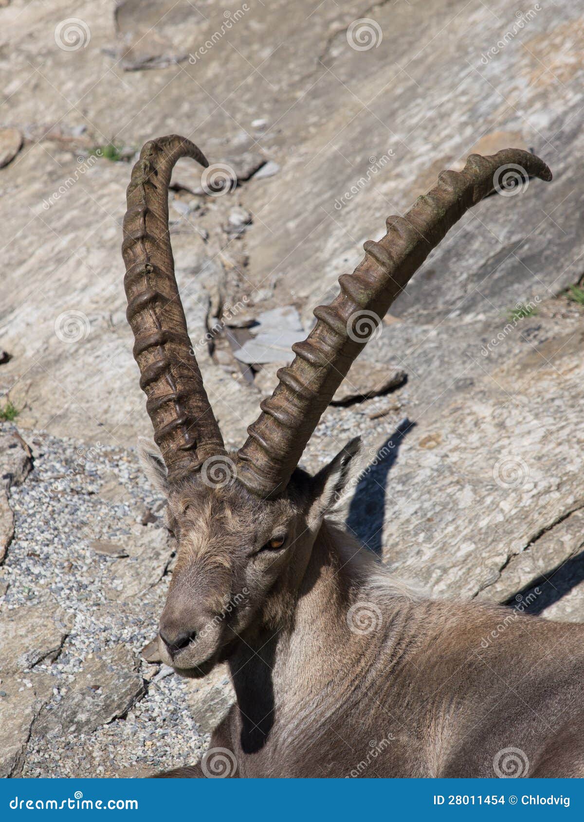 Portrait of Old Ibex in Swiss Alps Stock Photo - Image of nature, eyes ...