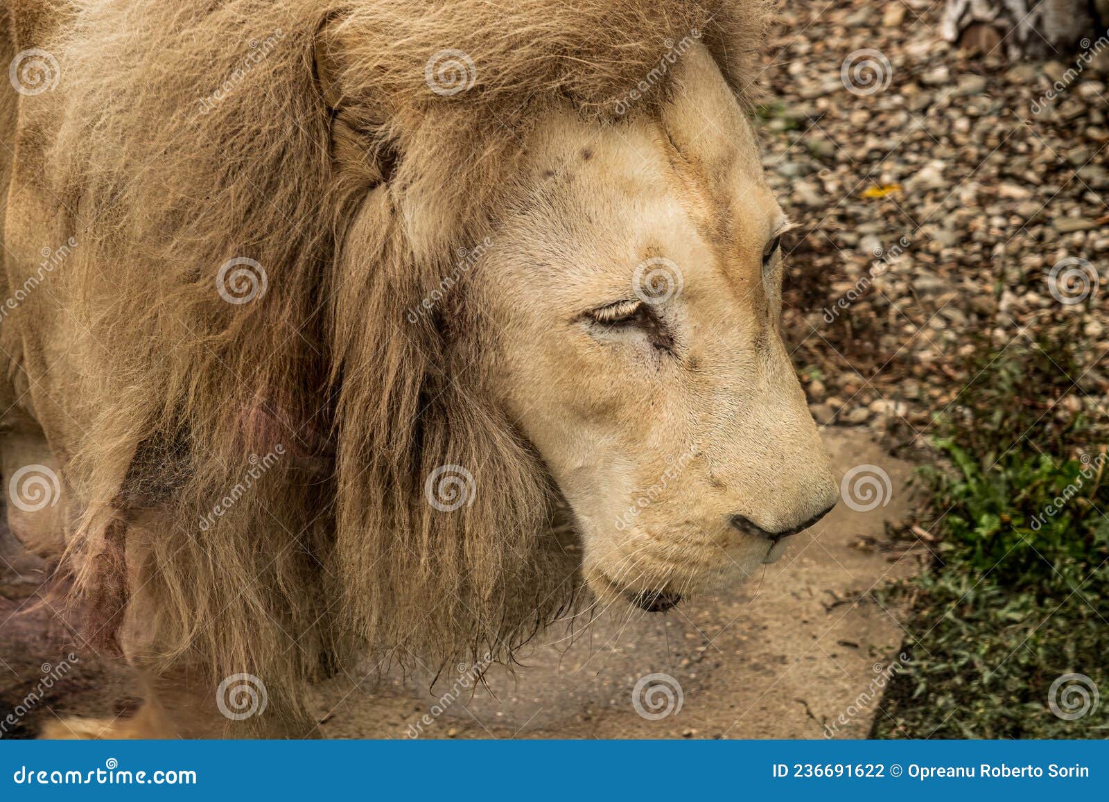 Portrait of an Old Male Lion Stock Photo - Image of furry, face: 236691622