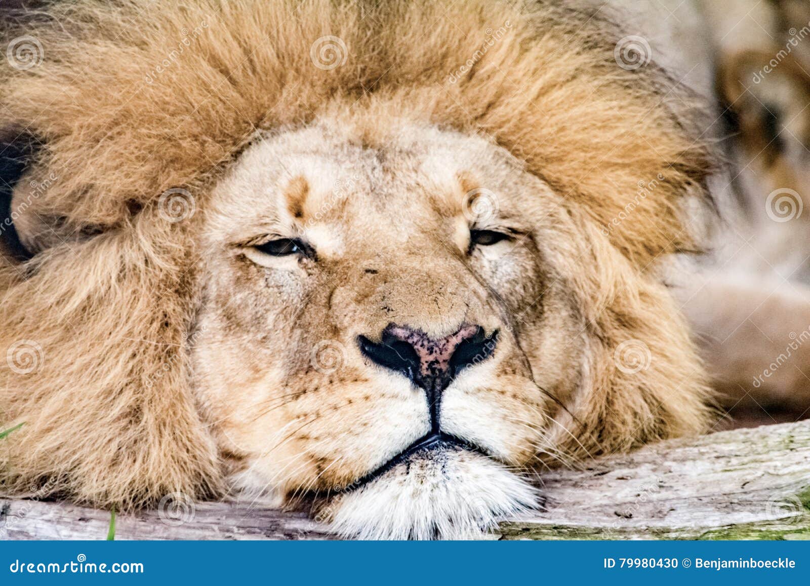 Portrait of an Old Male Lion Stock Photo - Image of close, kenya: 79980430