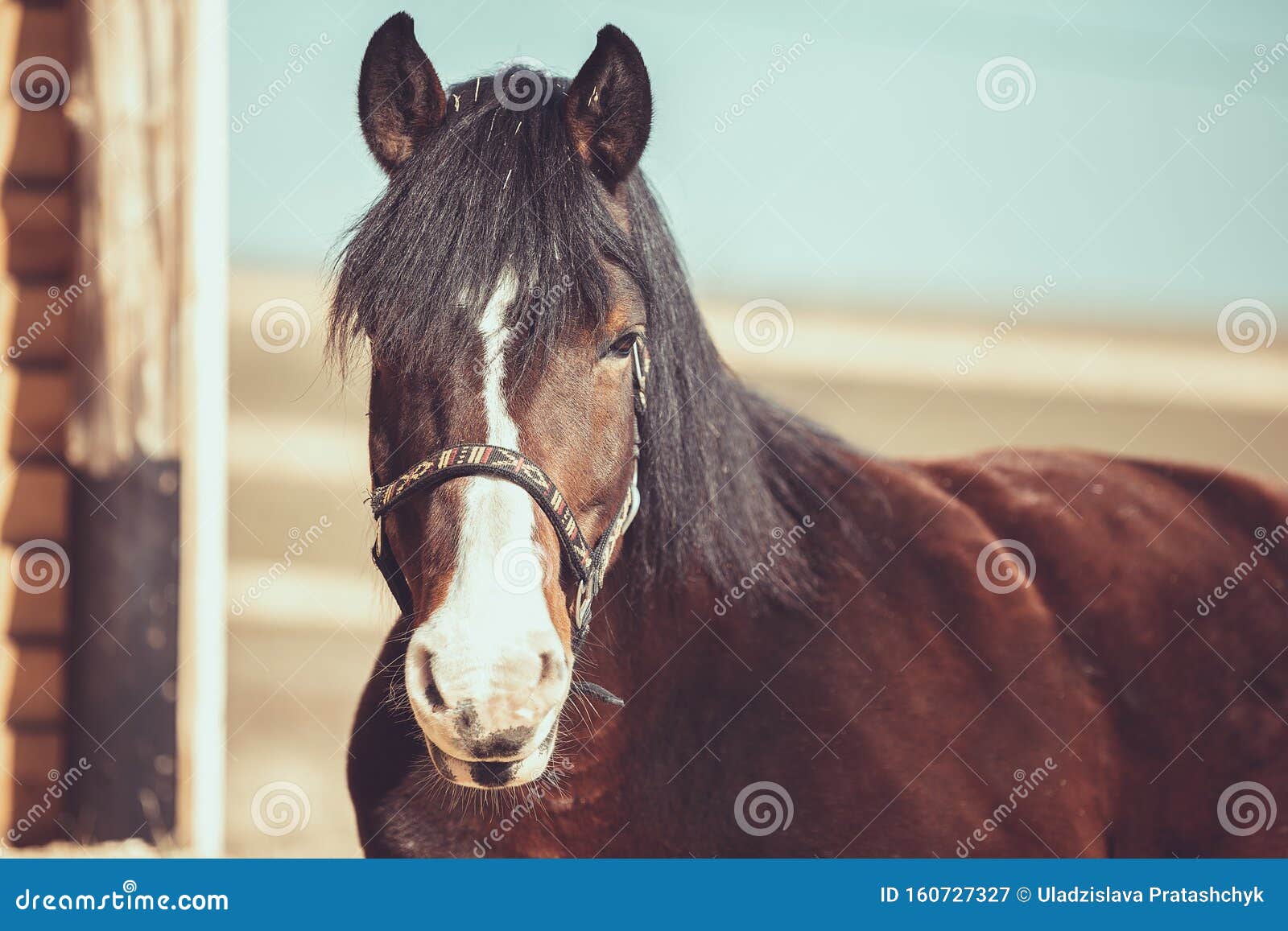Portrait of old mare horse stock image. Image of daytime - 160727327