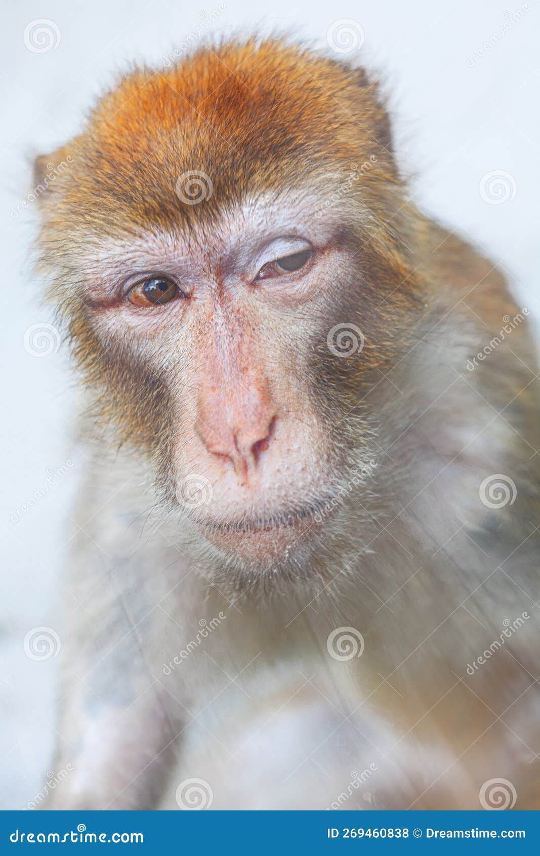 Portrait of old monkey stock photo. Image of primate - 269460838