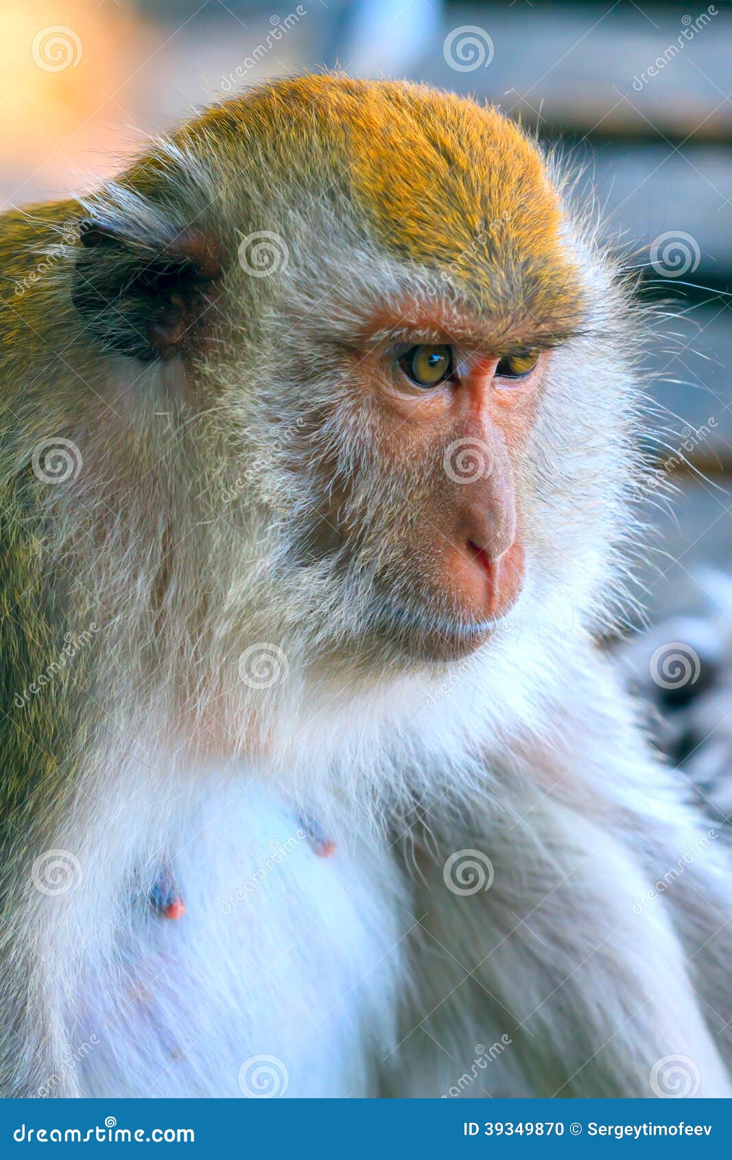 Portrait of an old monkey stock photo. Image of head - 39349870