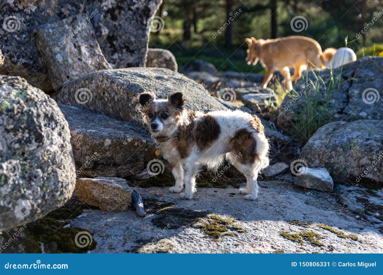 Portrait of an Old Papillon Dog Stock Image - Image of portrait, happy ...