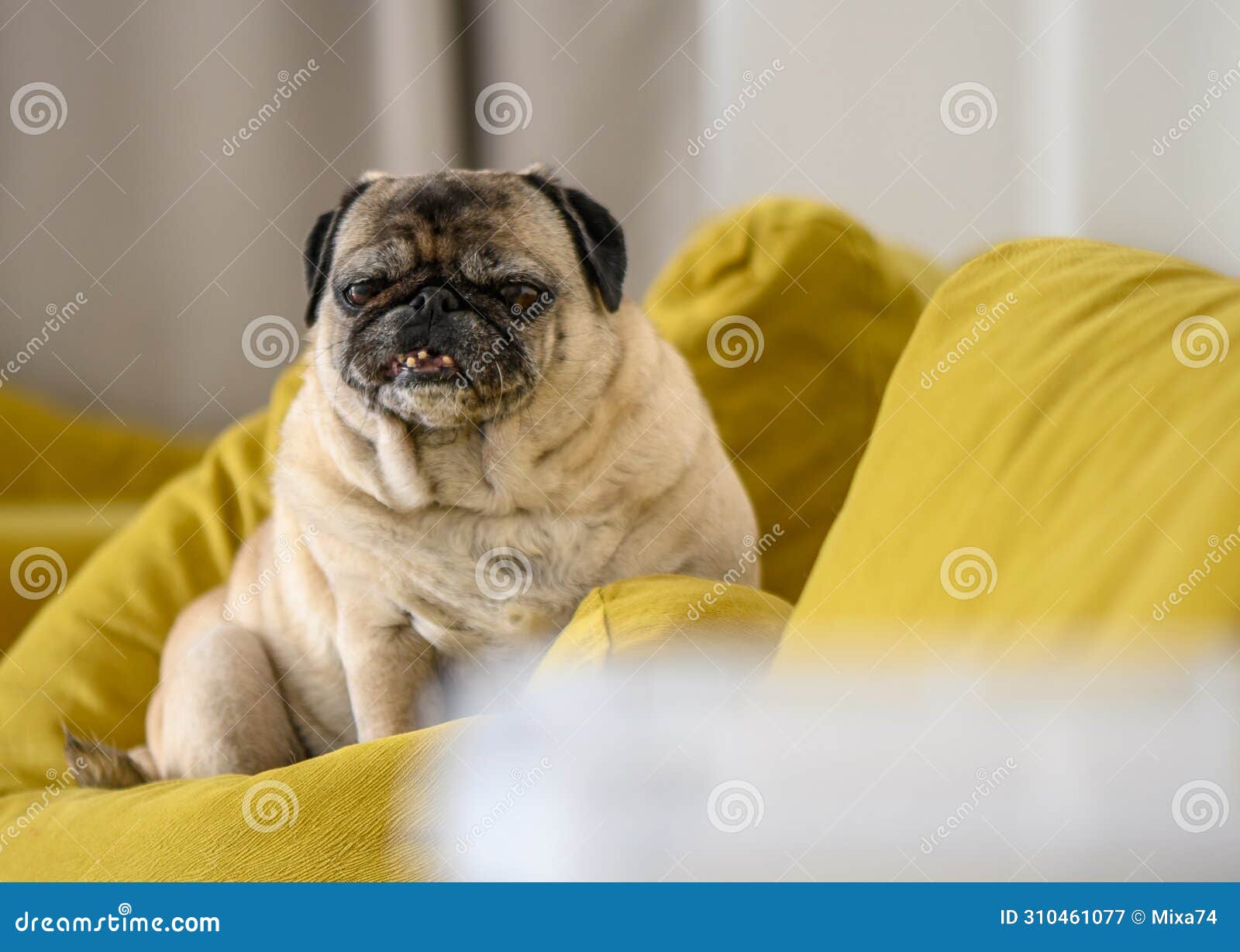 Old Pug Sitting on a Yellow Sofa 1 Stock Image - Image of friends ...