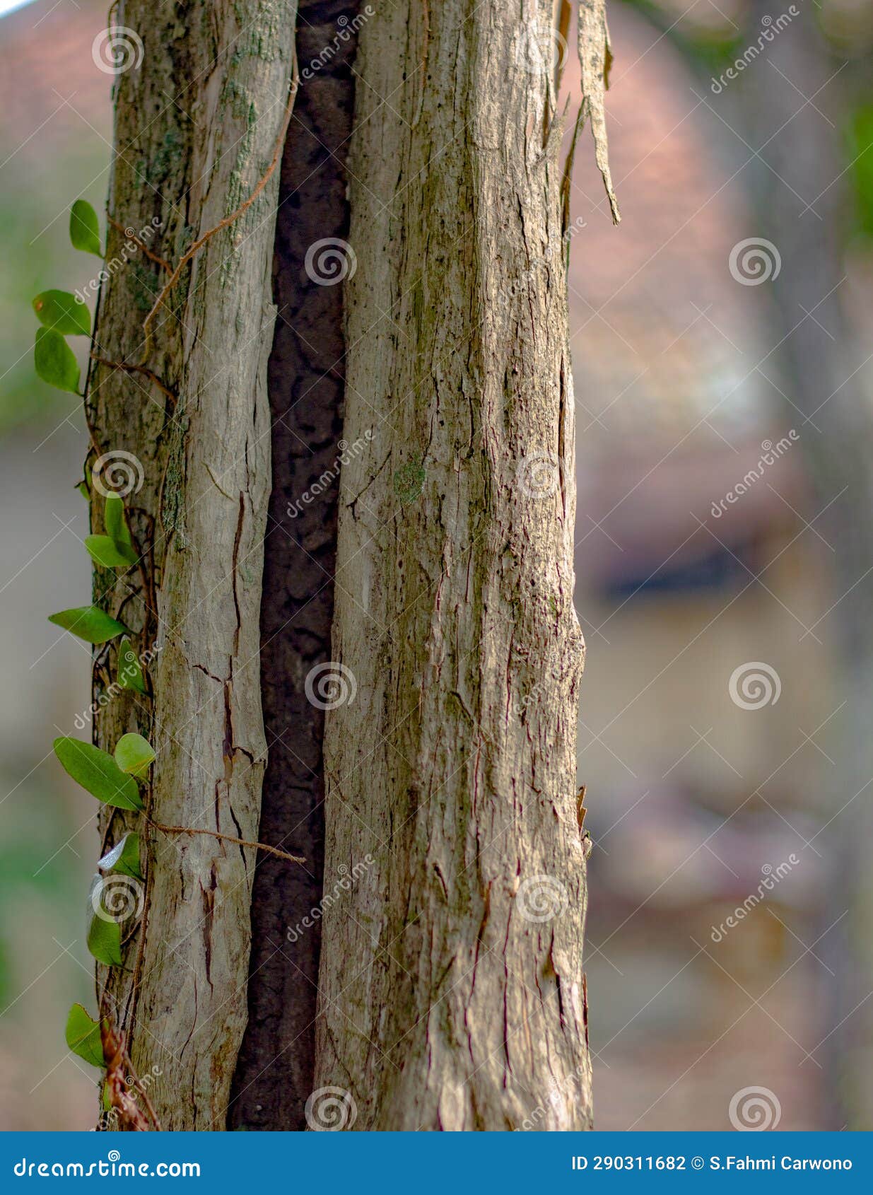 Portrait of an Old, Textured Coffee Tree Stock Photo - Image of ...