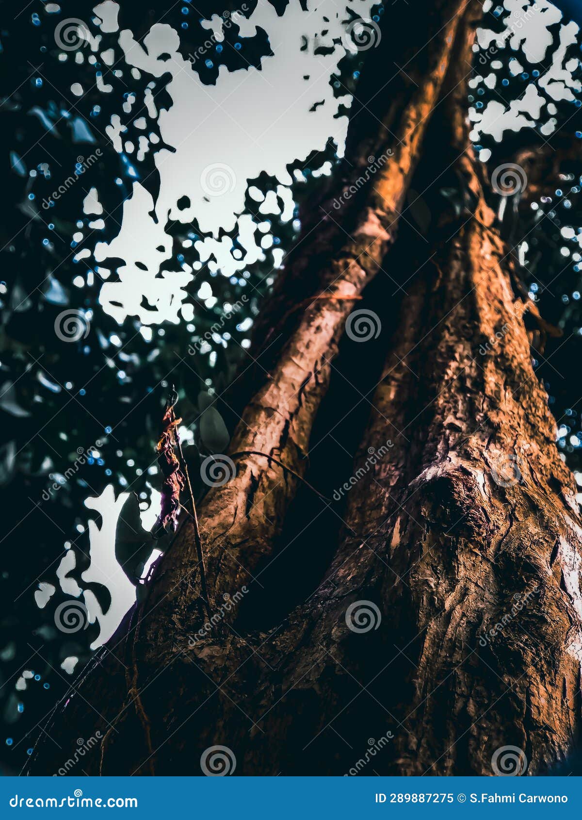Portrait of an Old and Unique Tree Stock Image - Image of nature ...