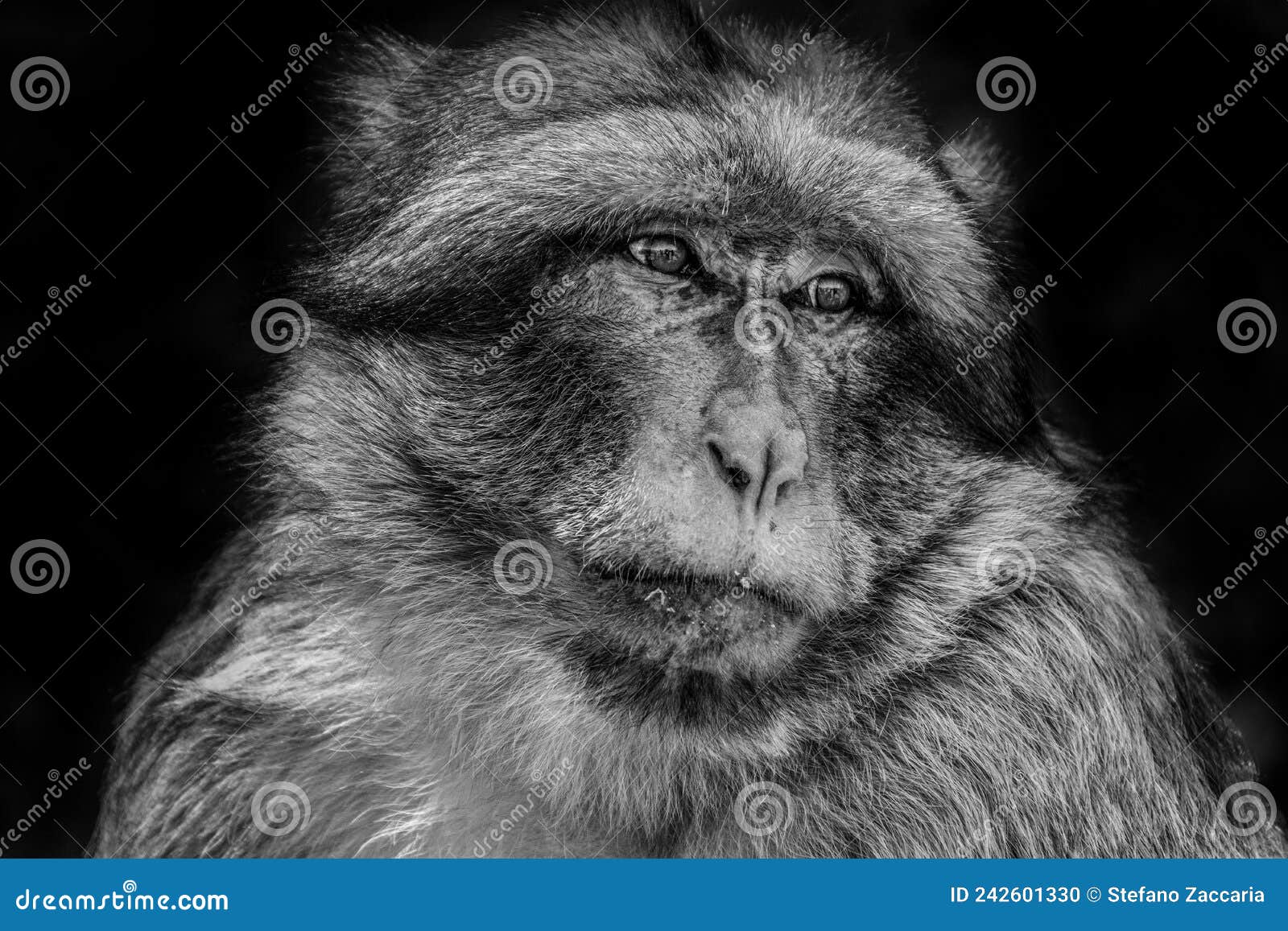Portrait of an Old Wild Barbary Ape in Morocco Stock Photo - Image of ...