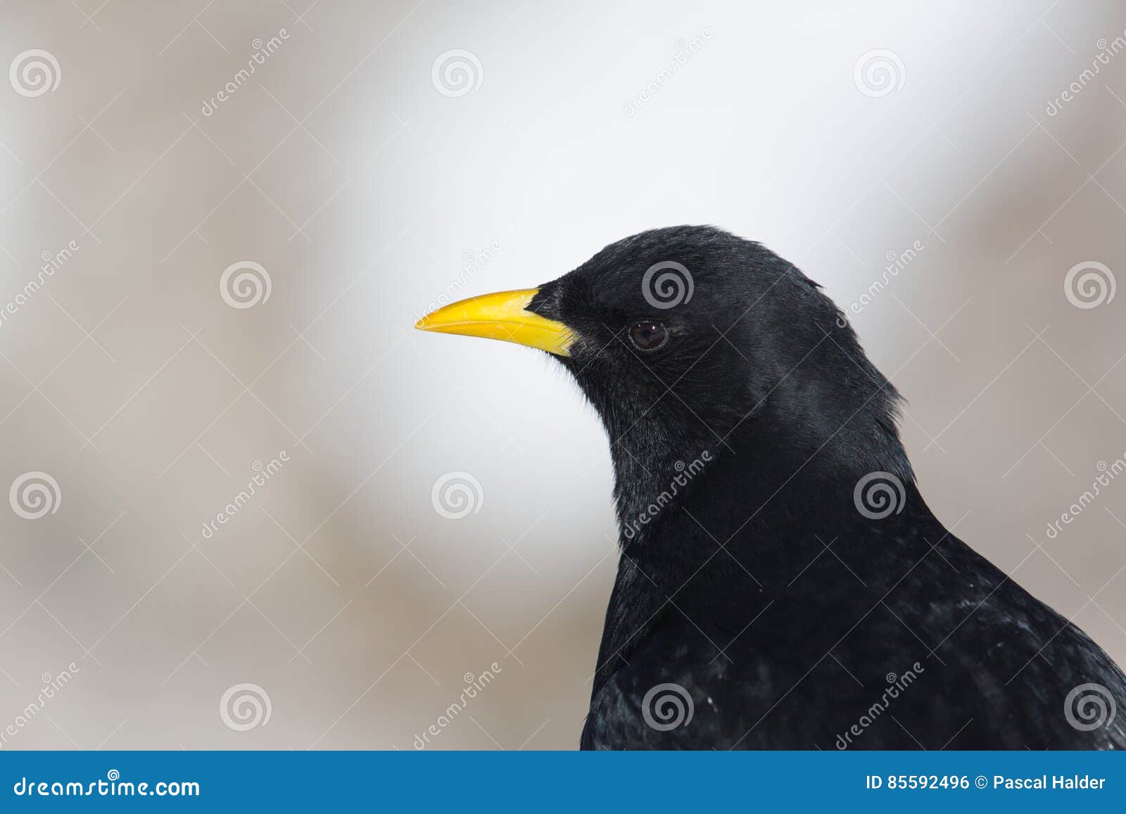Portrait One Alpine Chough Pyrrhocorax Graculus Stock Photo - Image of ...