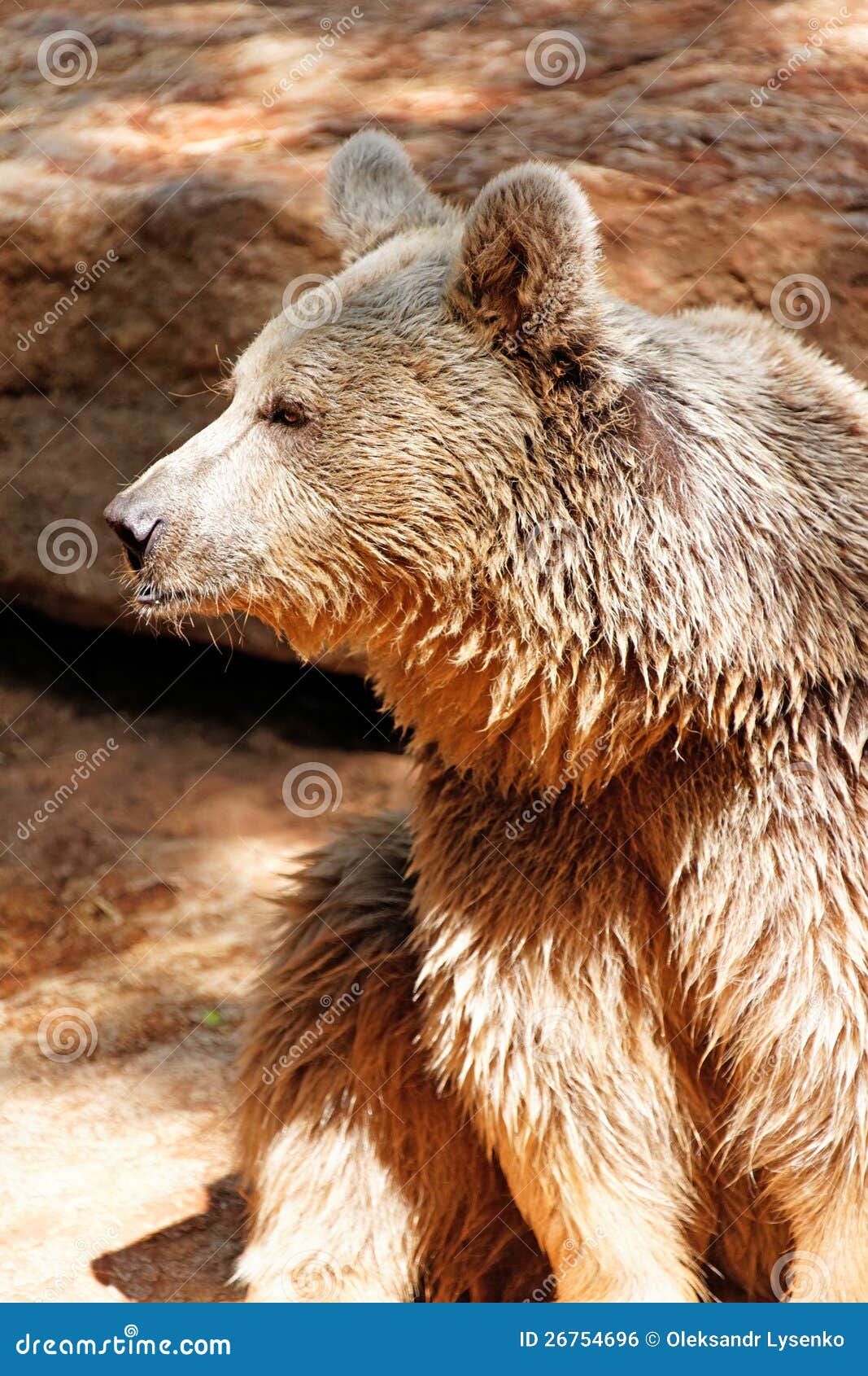 Portrait one brown bear stock photo. Image of tree, animal - 26754696