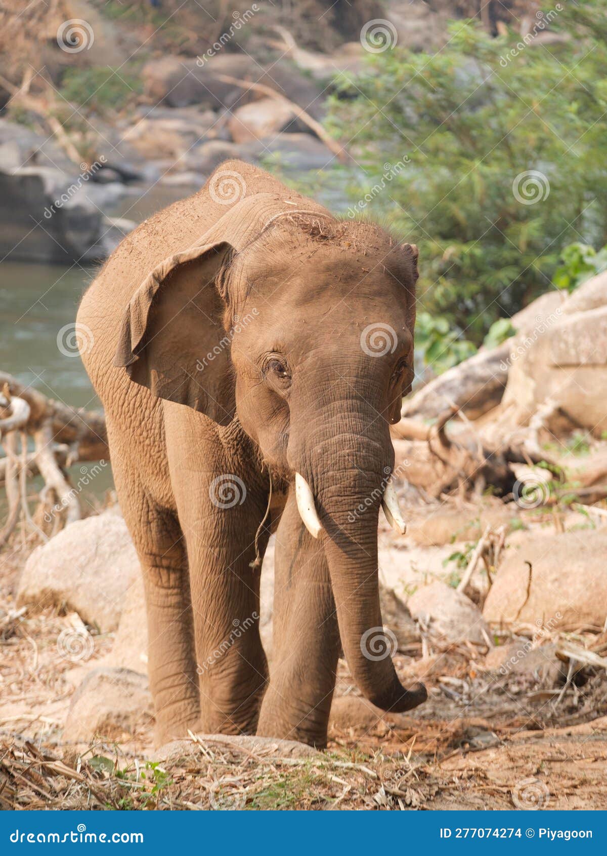 One elephant in the zoo stock photo. Image of portrait - 277074274
