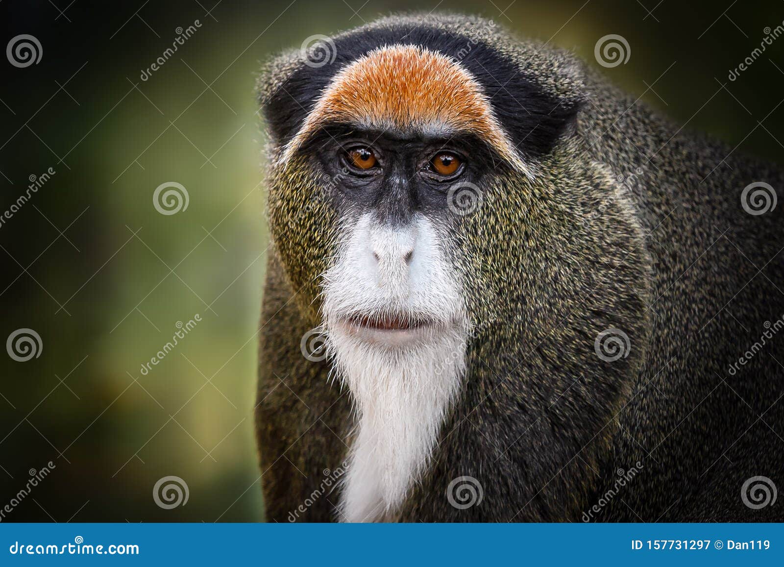 154 Toucan Monkey Stock Photos - Free & Royalty-Free Stock Photos from ...