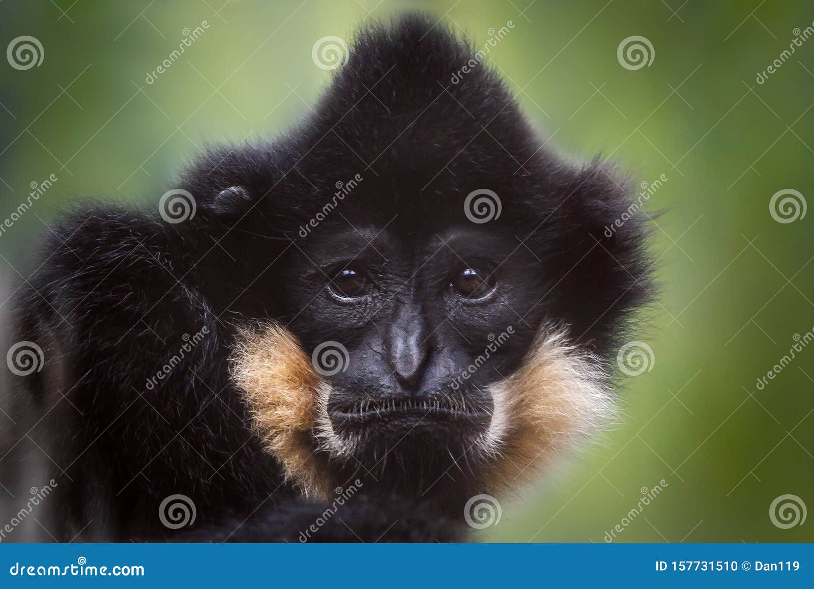 Portrait of One Monkey Close Stock Photo - Image of nature, grass ...