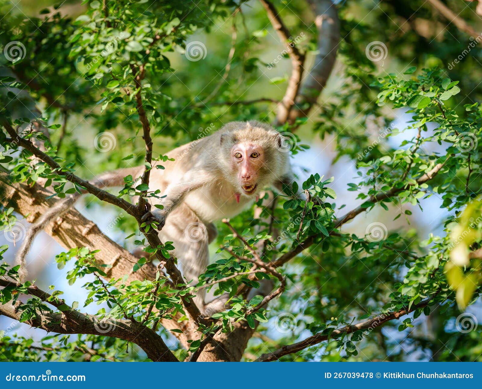 Portrait, One Monkey or Macaca Alone Climb on the Tamarind Tree ...