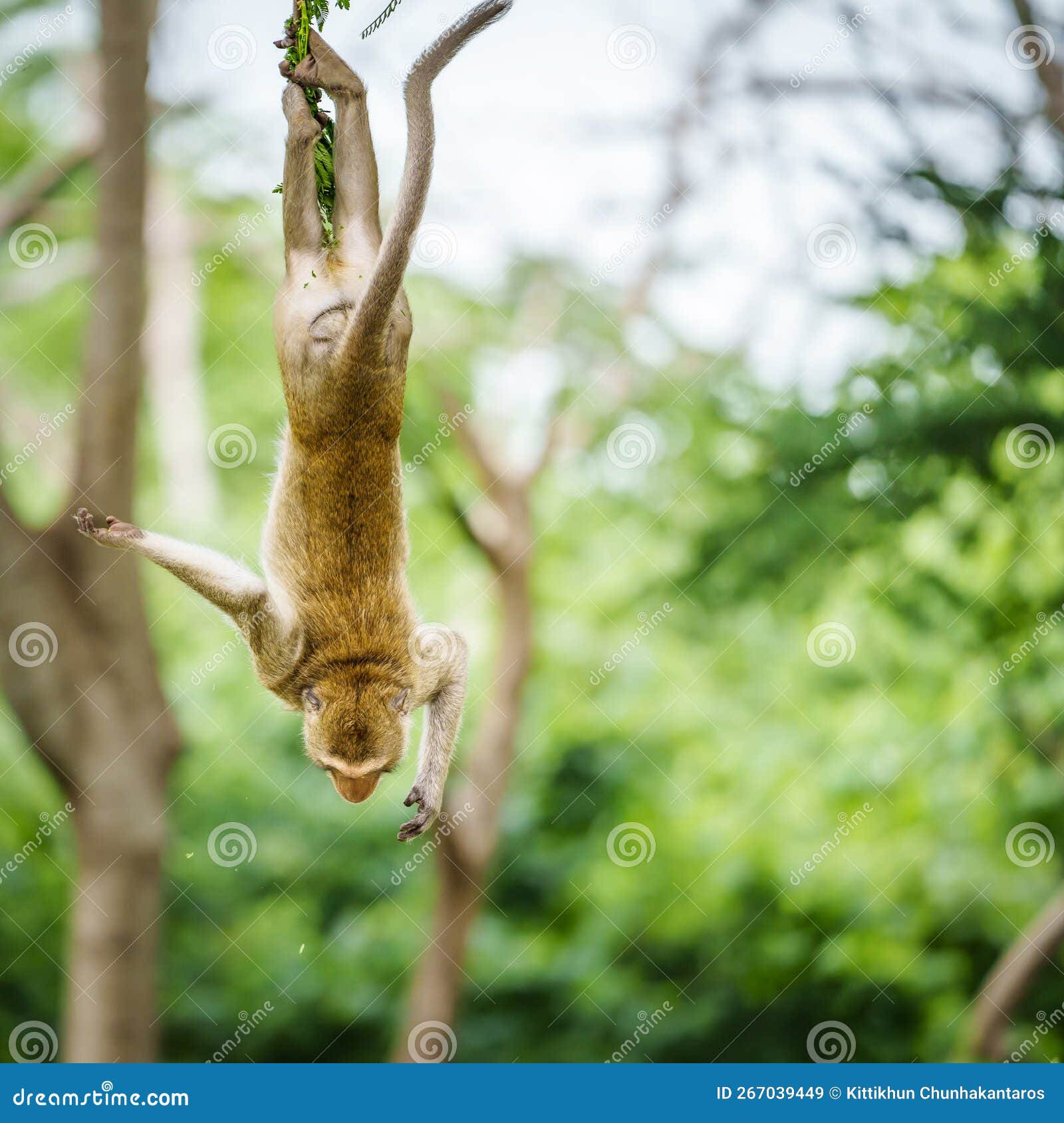 Portrait One Monkey or Macaca, Its Falls from a Tree Vertically of the ...