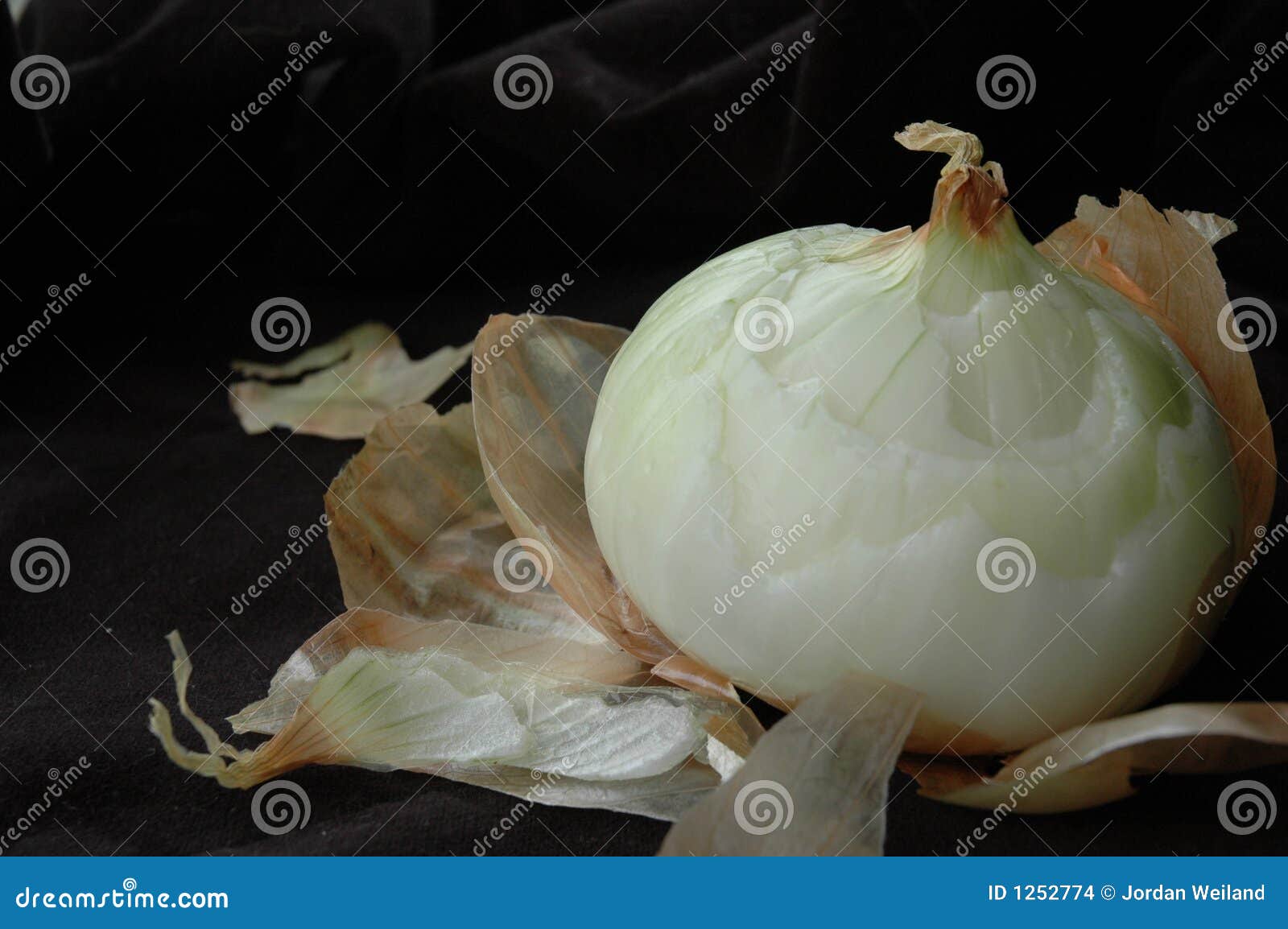 Portrait of an onion stock photo. Image of skin, onion - 1252774