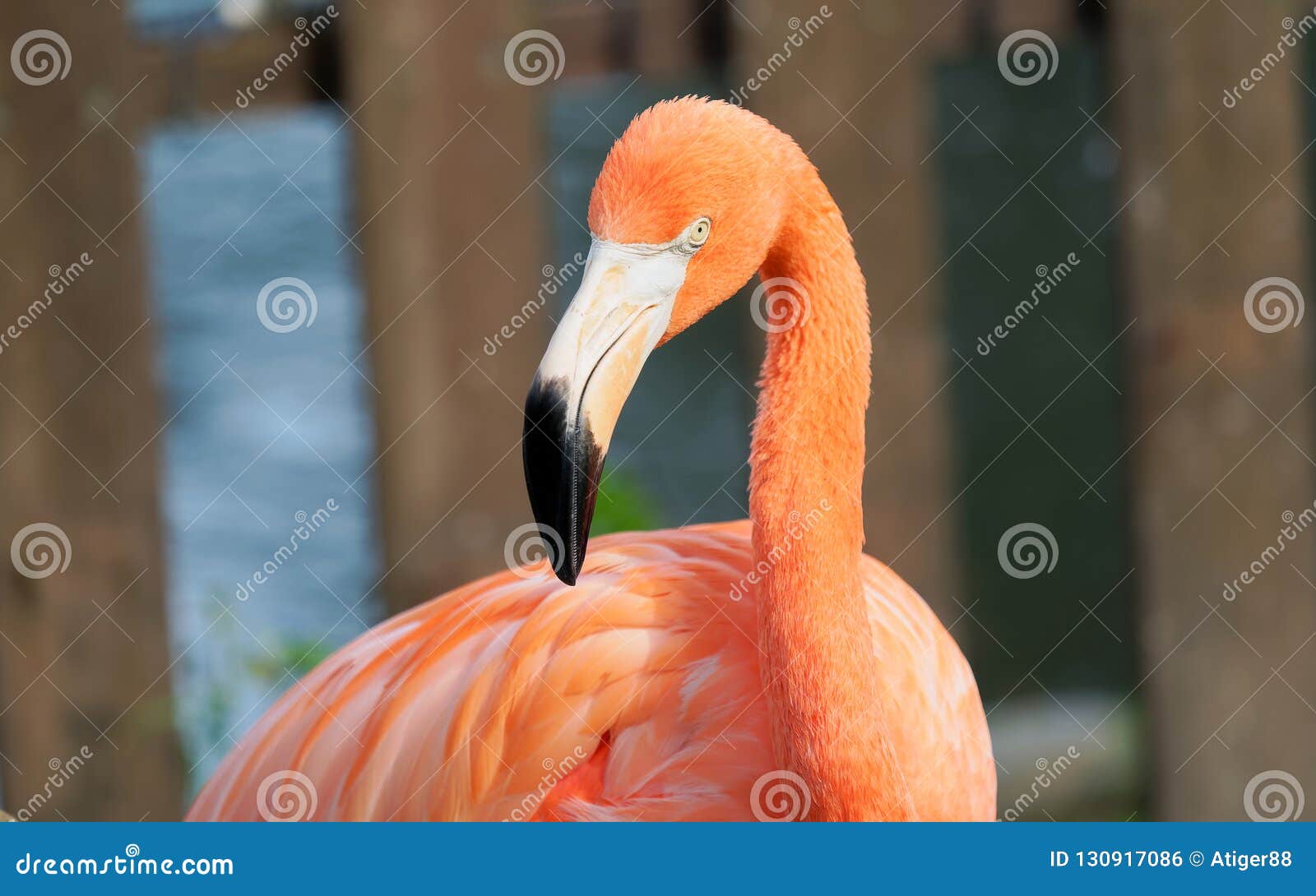 Portrait of Orange Flamingo Staring at Camera. Stock Photo - Image of ...
