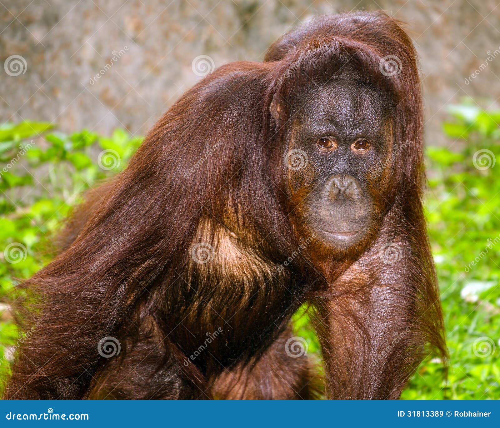 Portrait of Orangutan (Pongo Pygmaeus) Stock Image - Image of funny ...