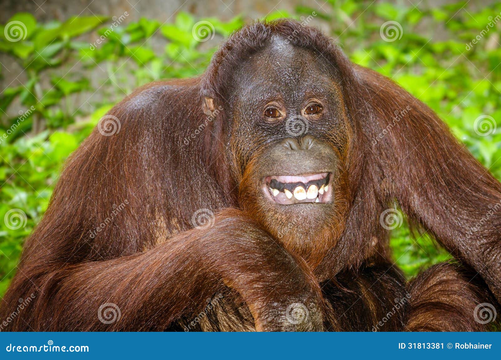 Portrait Of Orangutan (Pongo Pygmaeus) Smiling Stock Image - Image ...