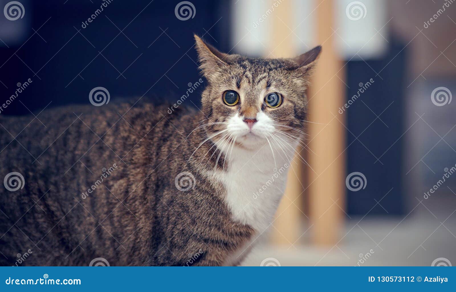 Portrait of an Ordinary Striped Cat. Stock Photo - Image of feline ...