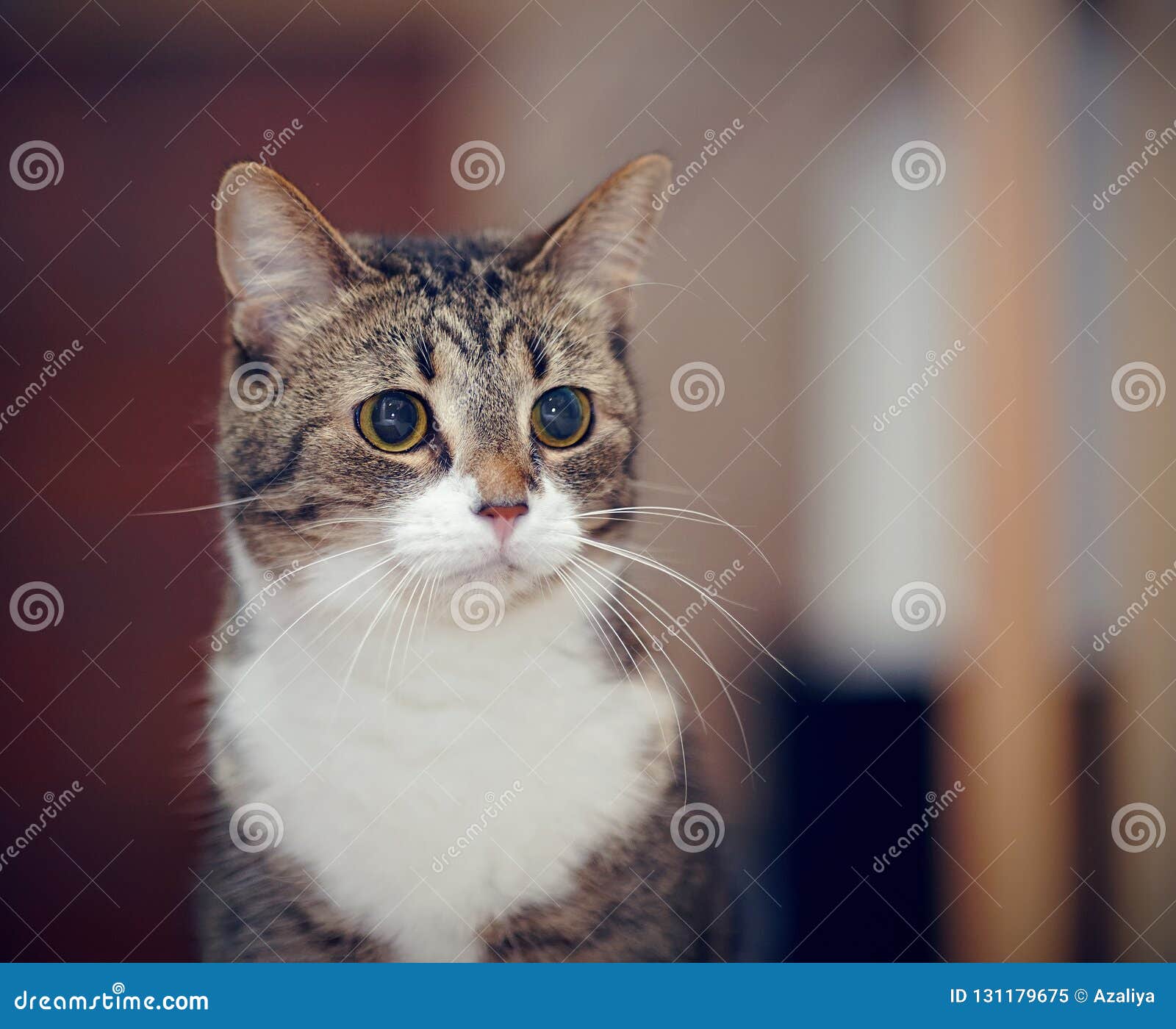 Portrait of an Ordinary Striped Cat. Stock Image - Image of black ...
