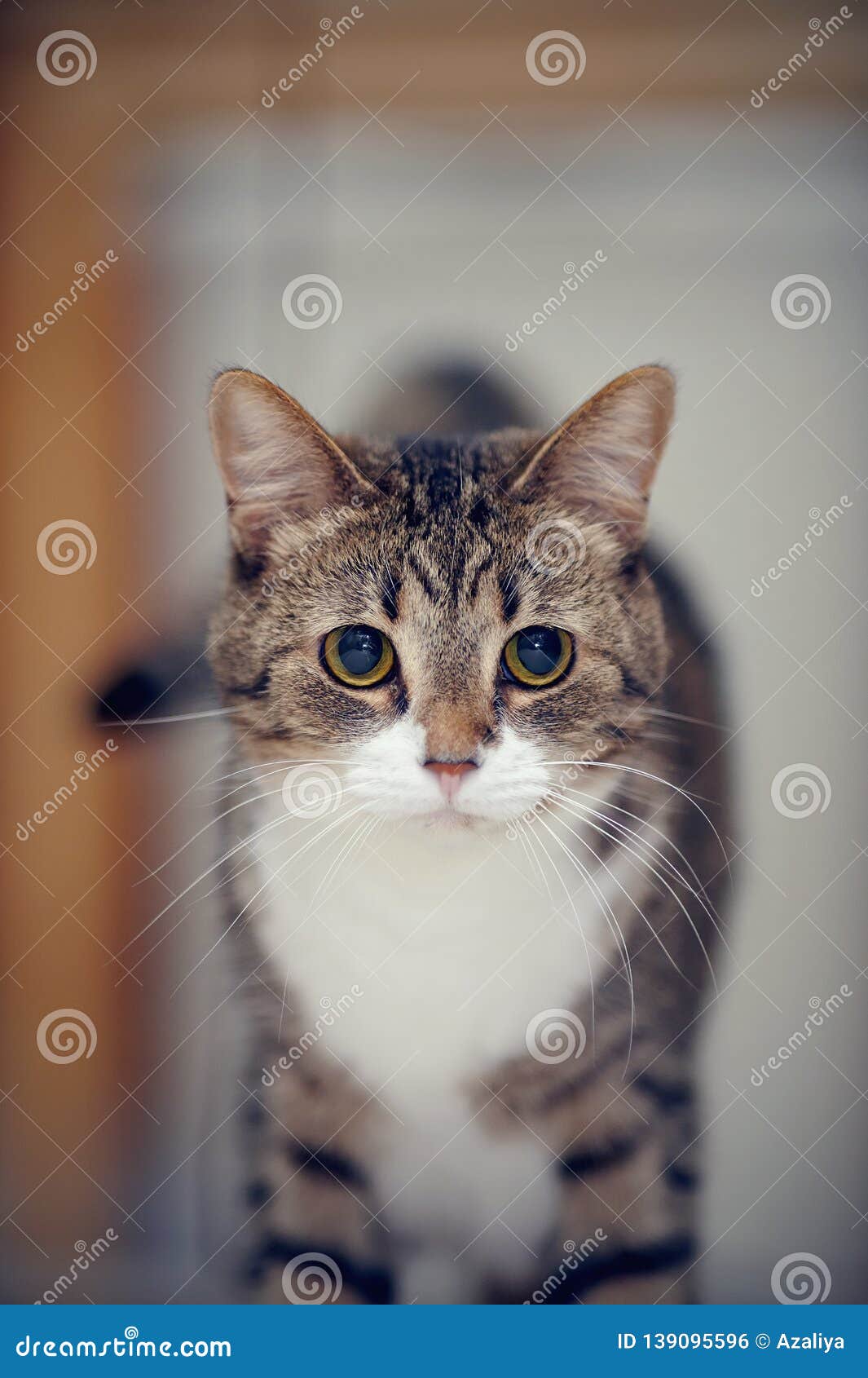 Portrait of an Ordinary Striped Cat Stock Photo - Image of predator ...