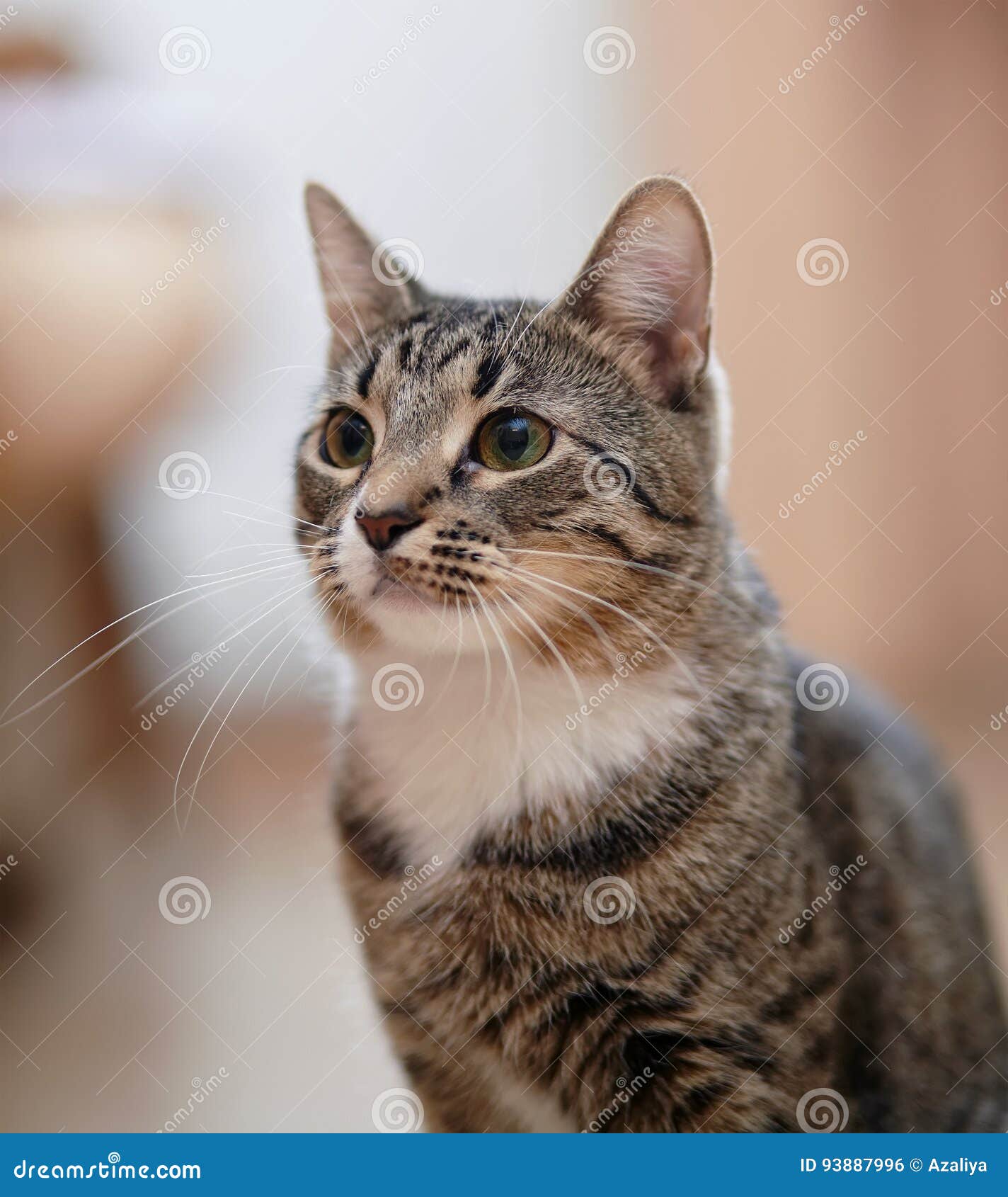Portrait of an Ordinary Striped Cat. Stock Photo - Image of animal ...