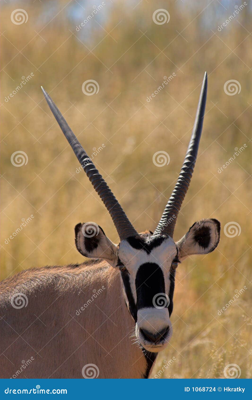 Portrait of an oryx stock photo. Image of gemsbok, portrait - 1068724