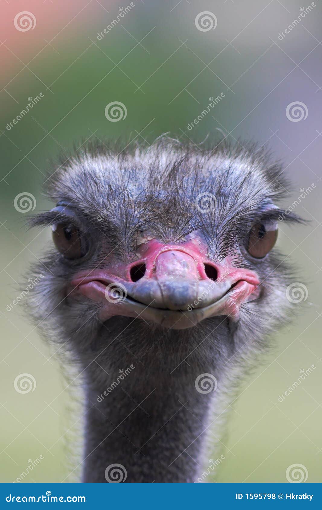 Portrait of an ostrich stock photo. Image of struthionidae - 1595798