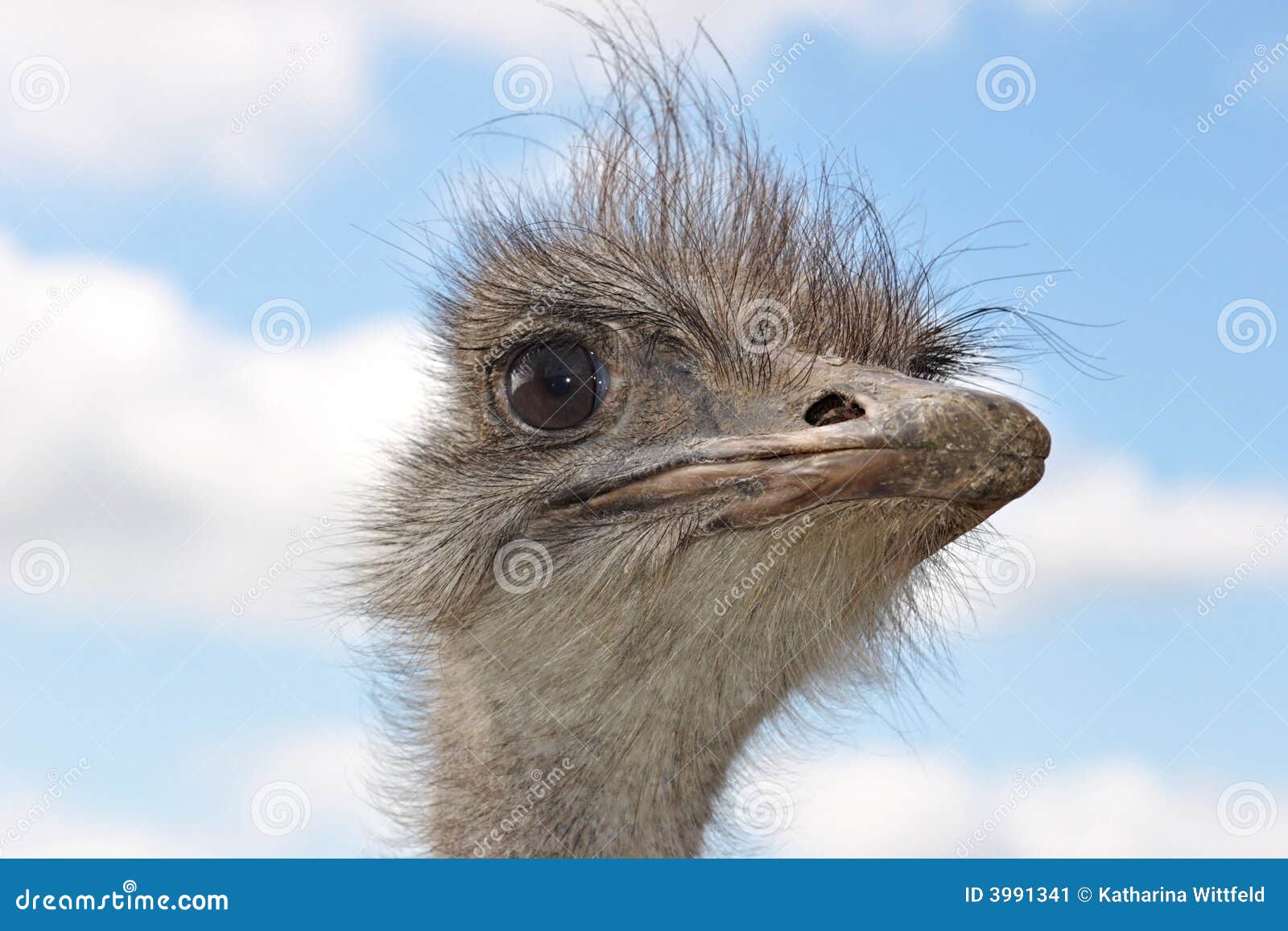 Portrait of an ostrich stock image. Image of eyes, humorous - 3991341
