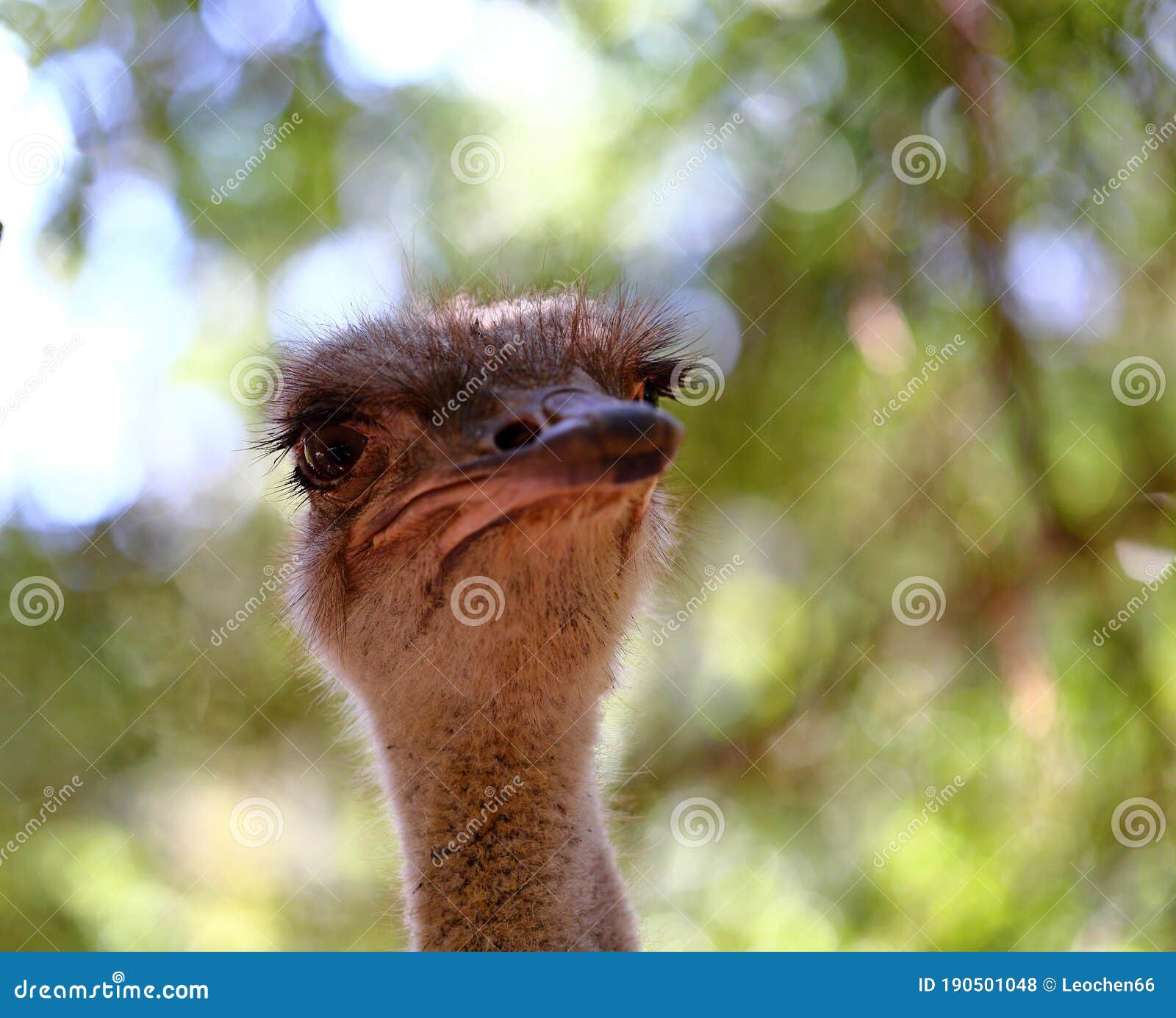 Portrait of an Ostrich Ostrich Face Close Up Stock Photo - Image of ...