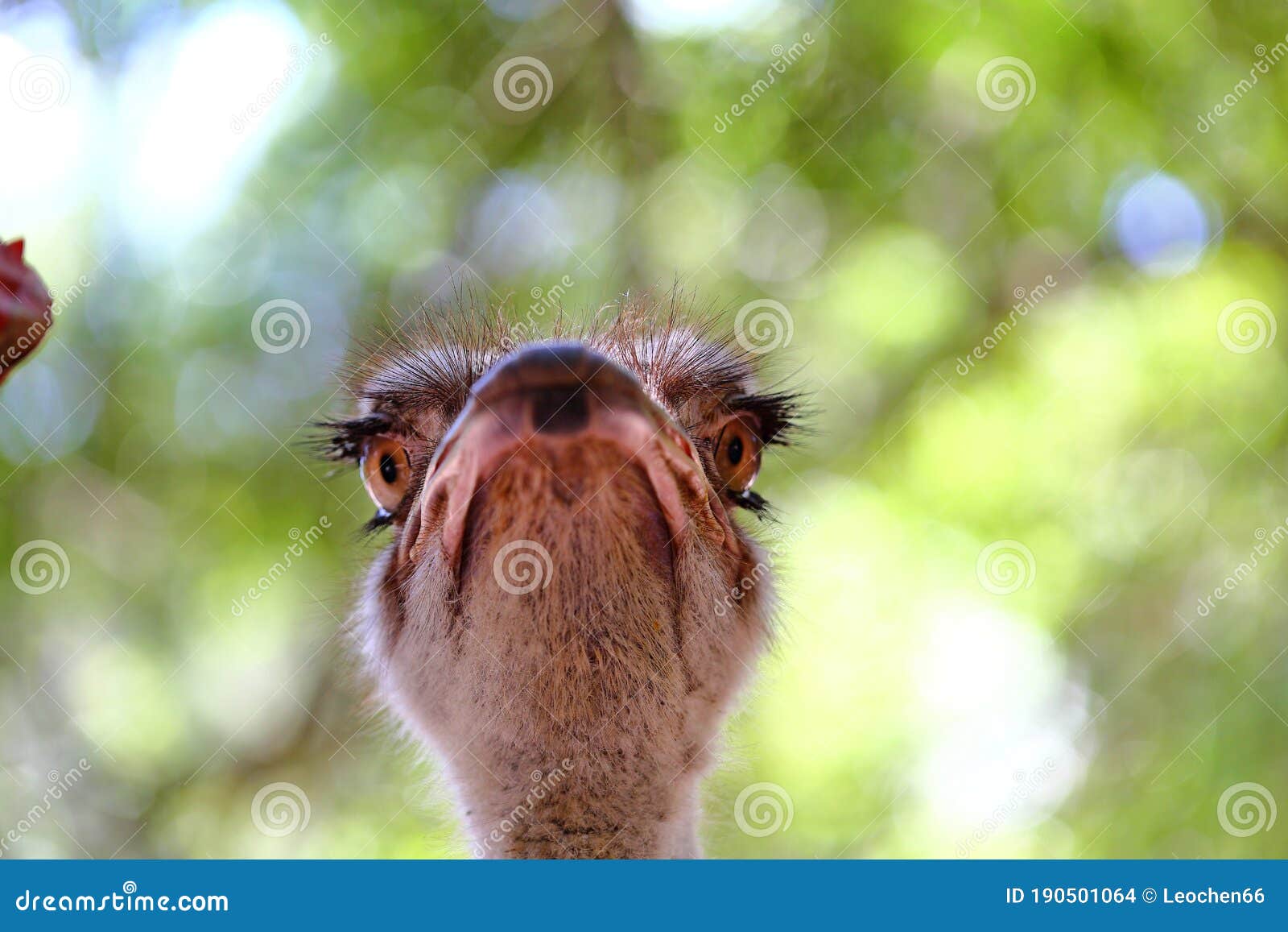 Portrait of an Ostrich Ostrich Face Close Up Stock Photo - Image of ...